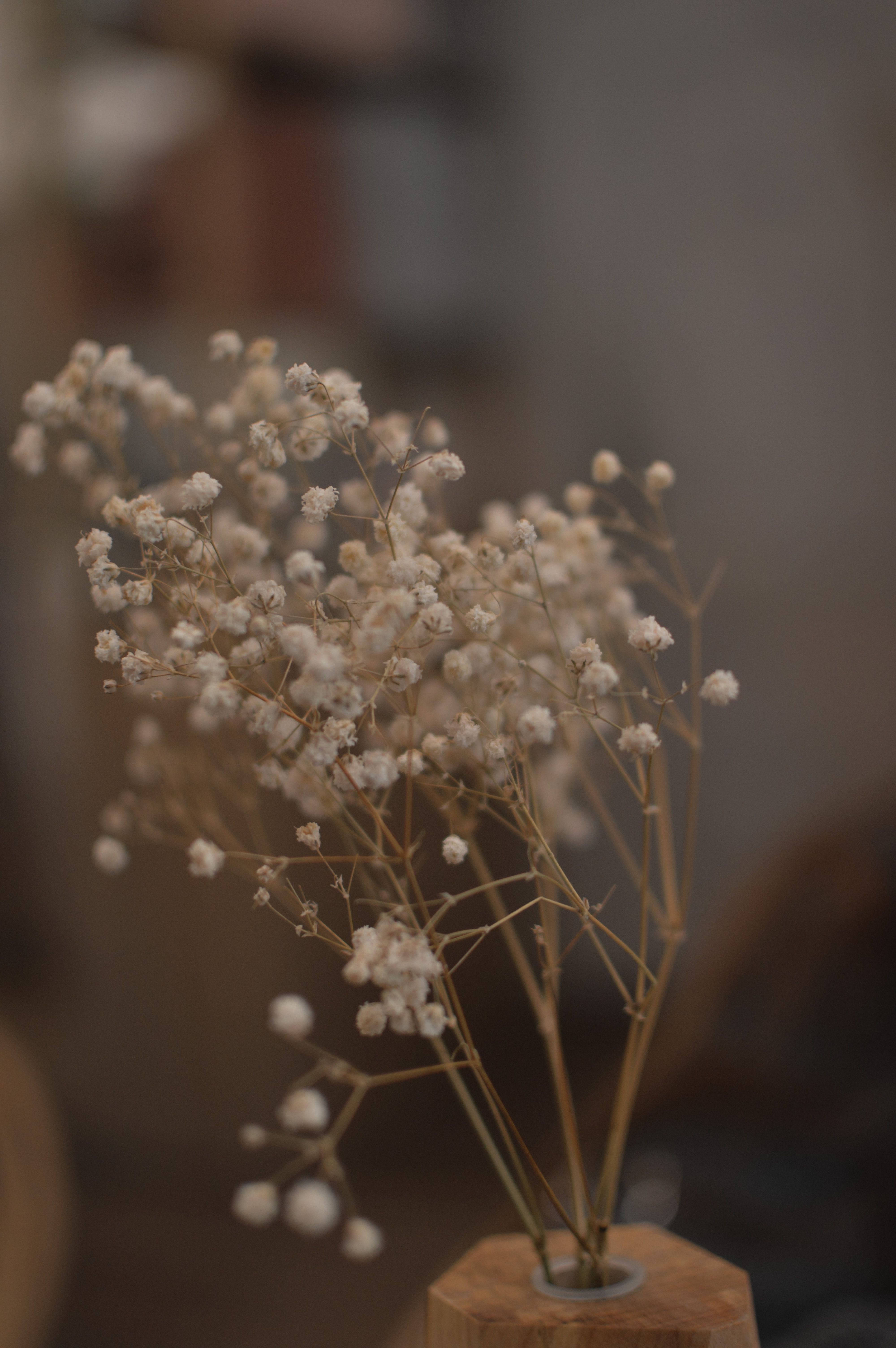 Foto profissional gratuita de arranjo floral, artístico, atmosférico ...