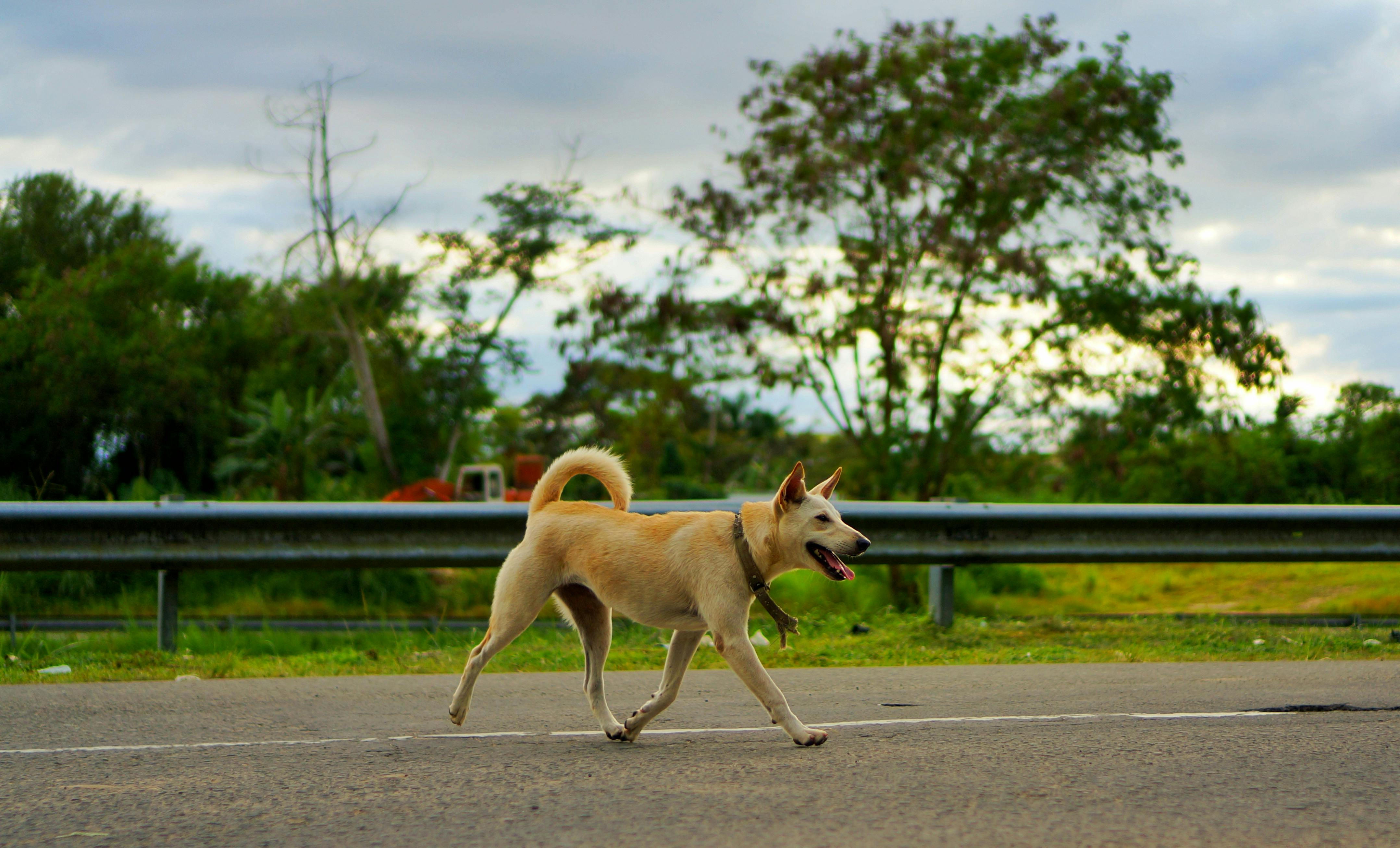 Dog Crossing a Road · Free Stock Photo