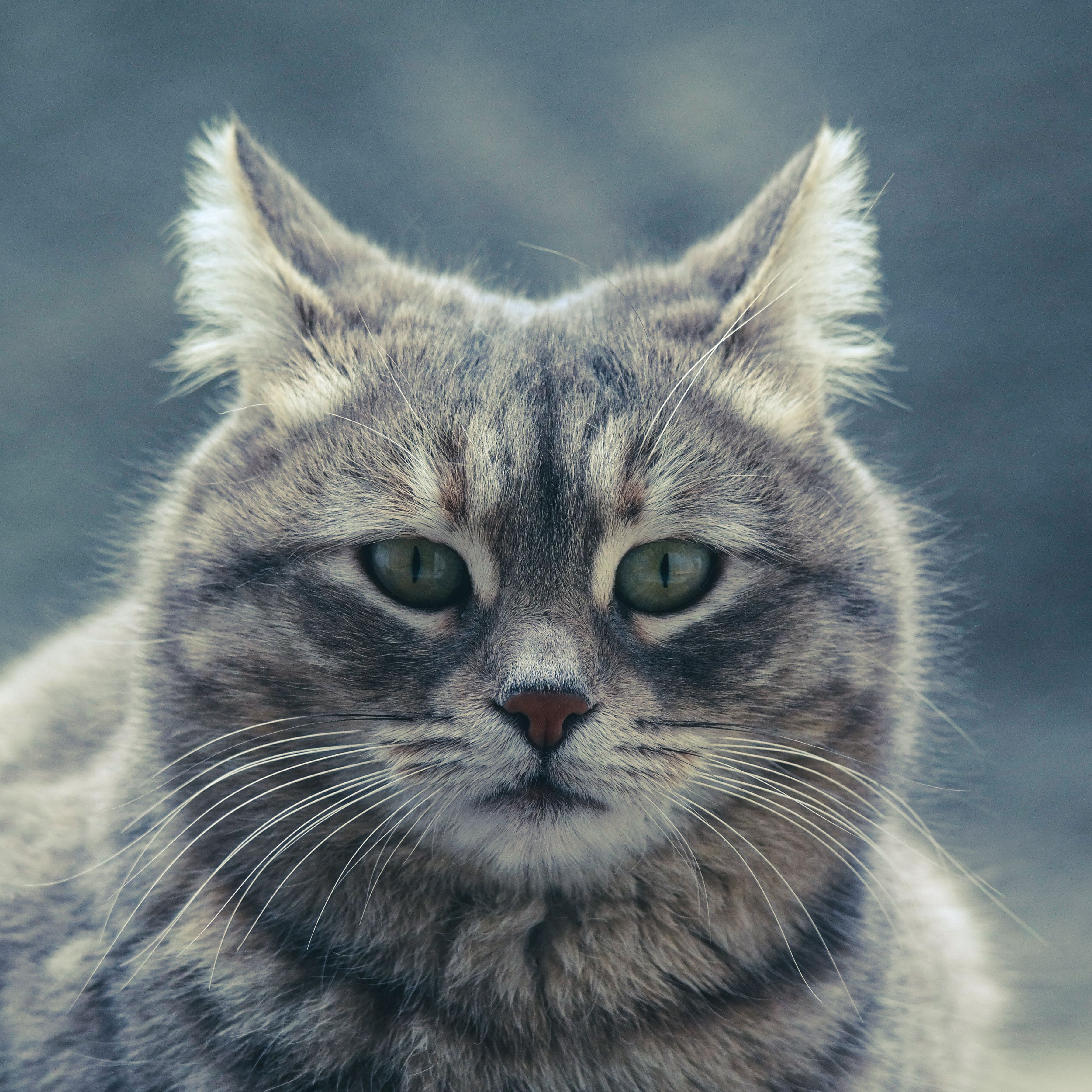 Portrait of a Gray Cat · Free Stock Photo