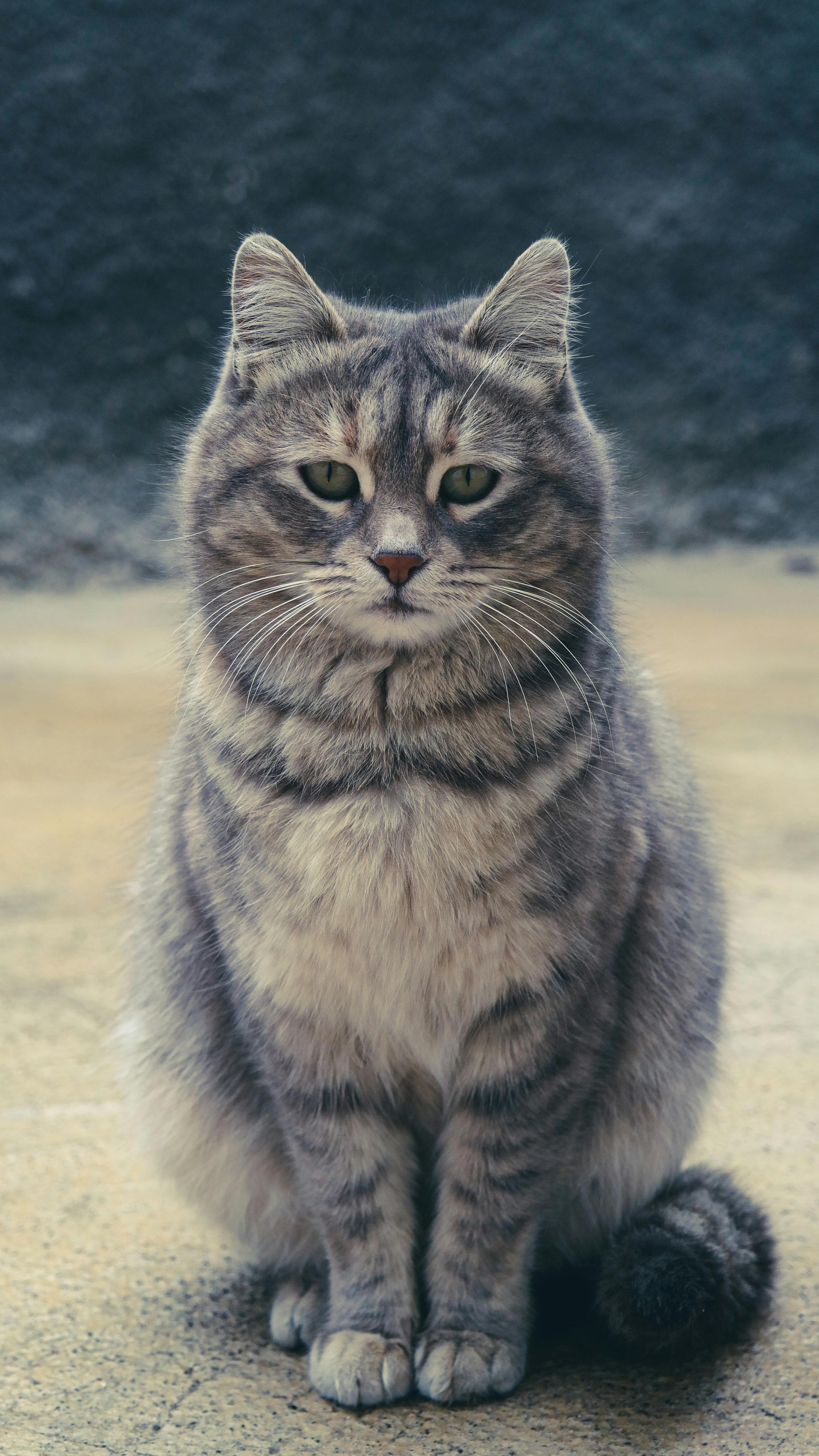 Close Up of a Scottish Fold Cat · Free Stock Photo