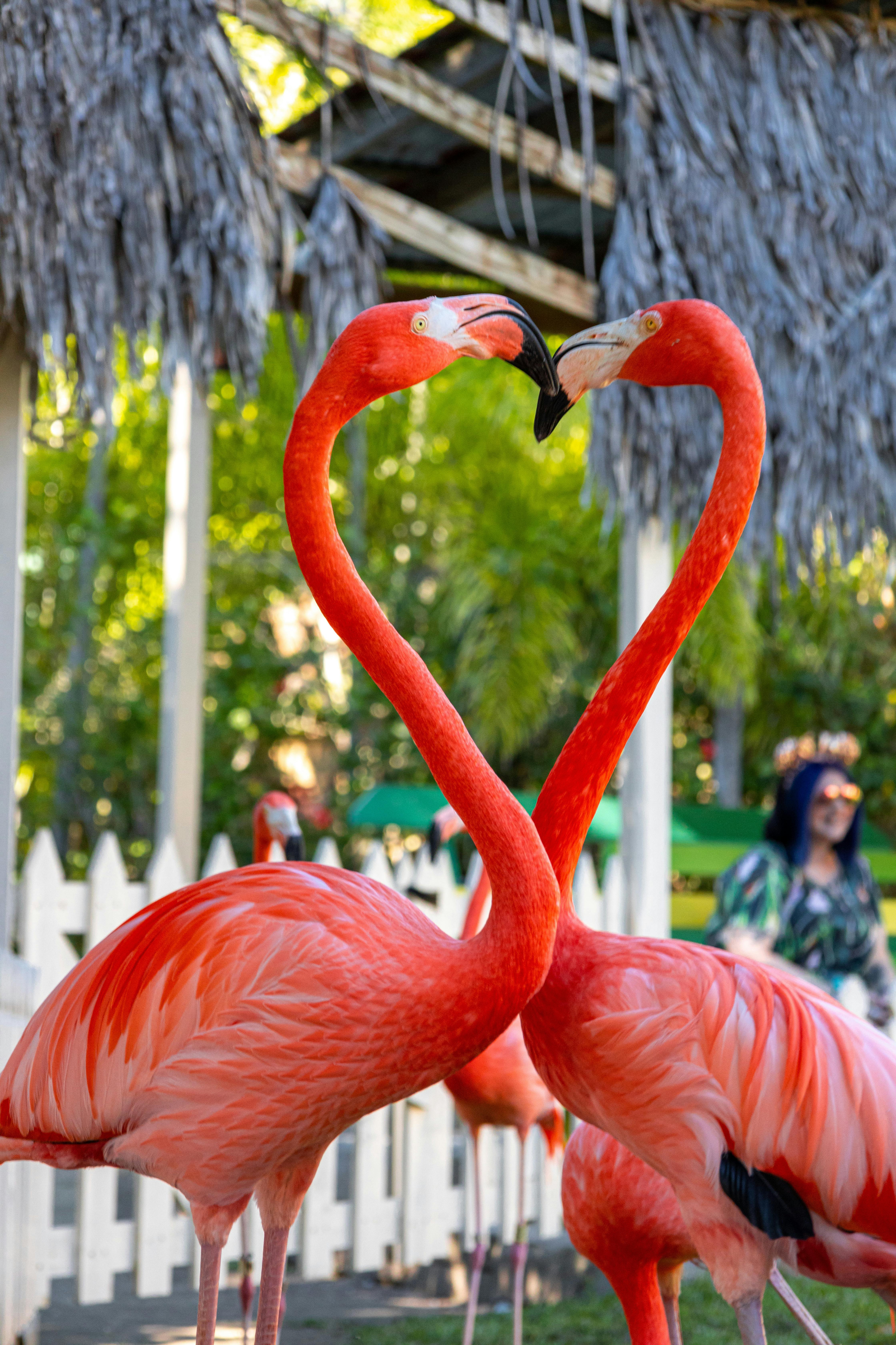 Two flamingos standing next to each other · Free Stock Photo