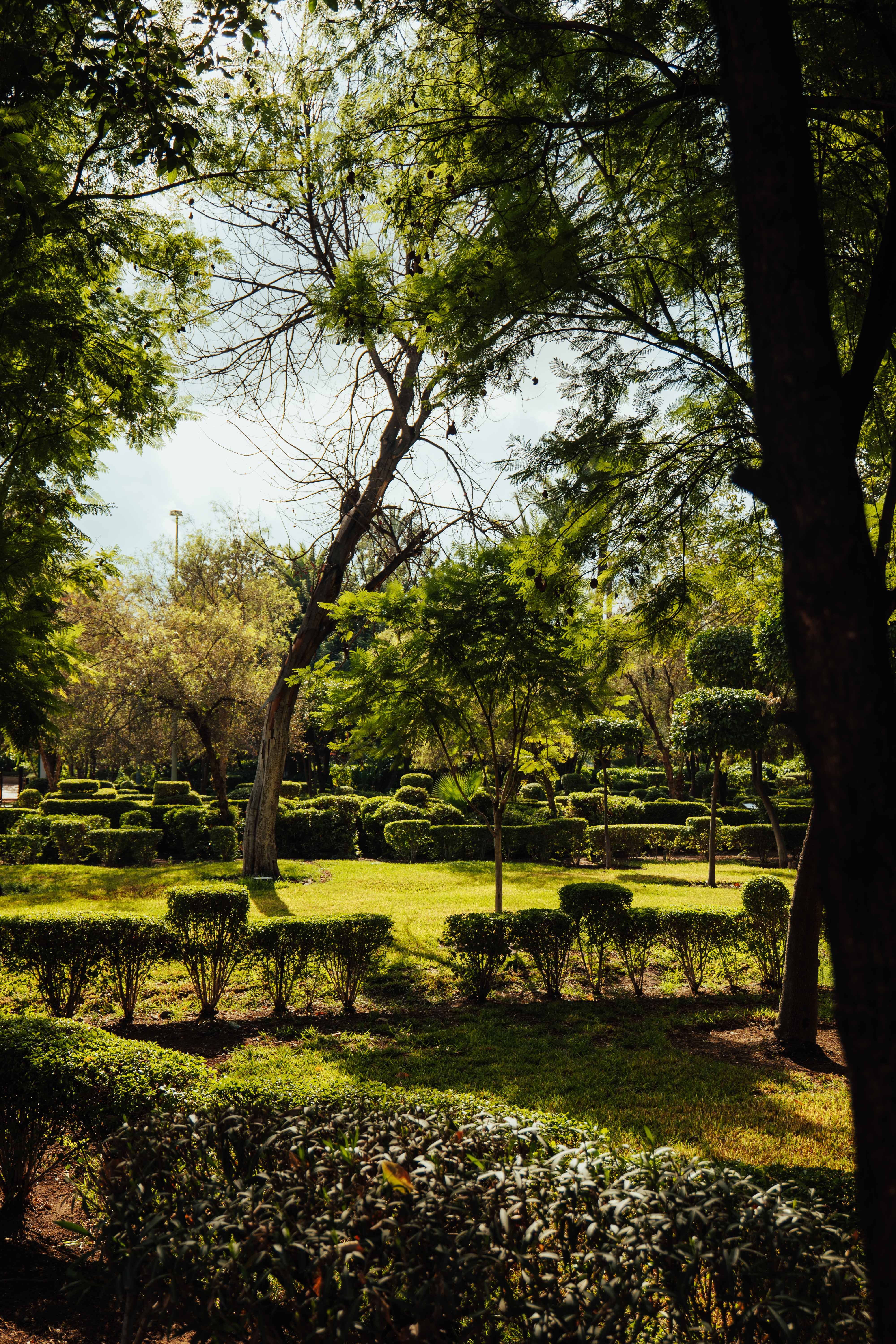 Greenery in Park · Free Stock Photo