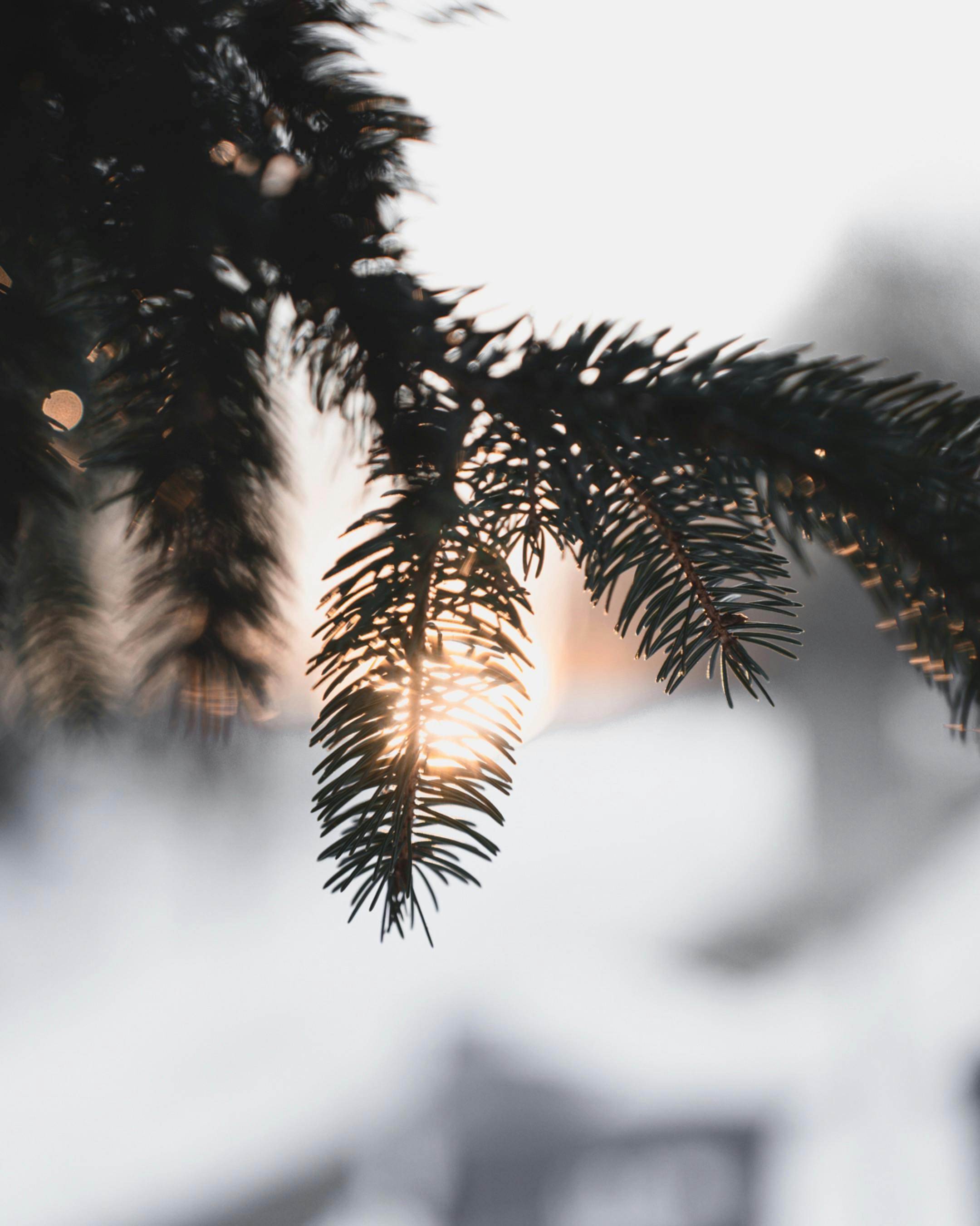 Back Lit Tree Branch · Free Stock Photo