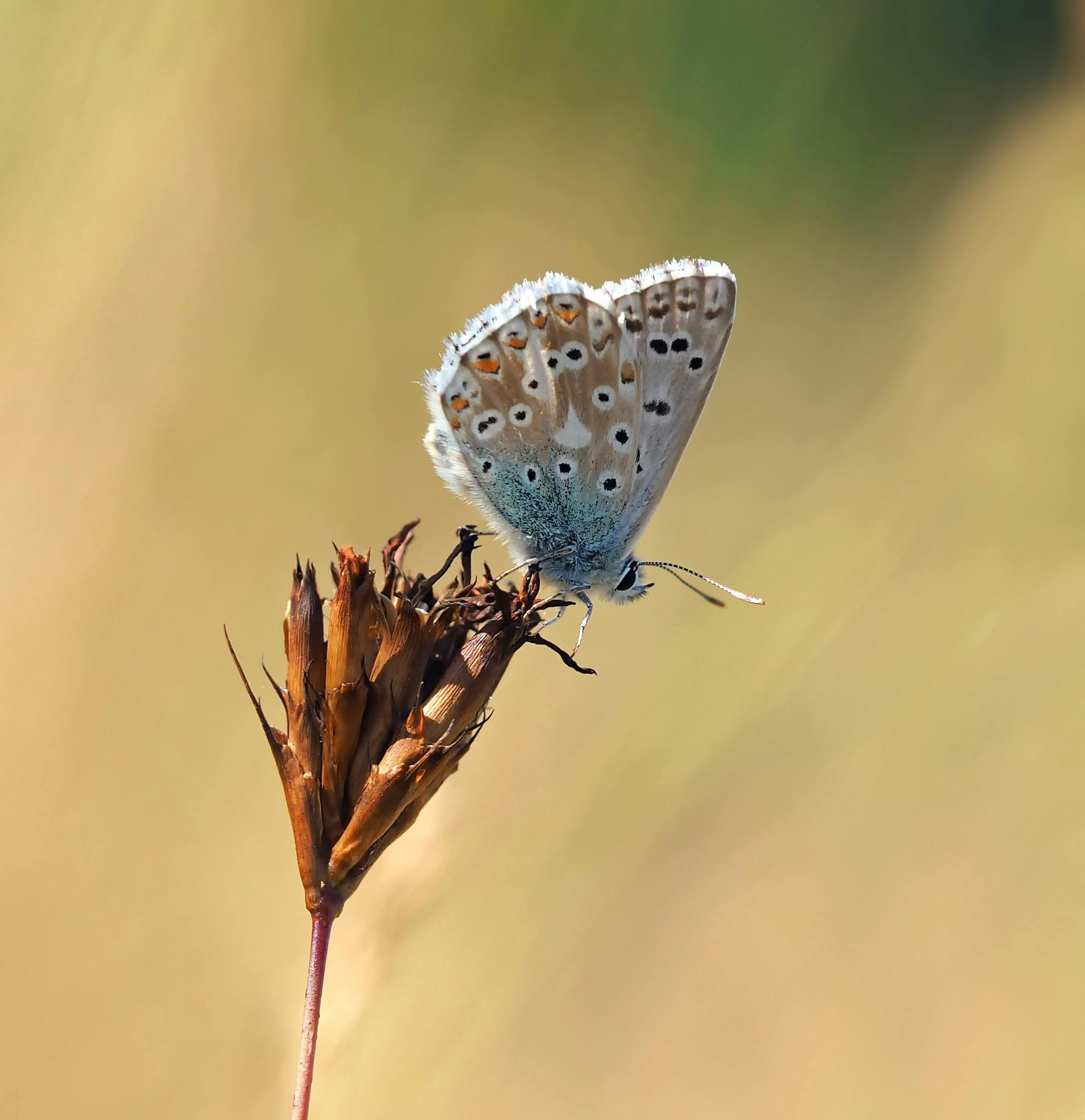 Common Female Blue Butterfly · Free Stock Photo