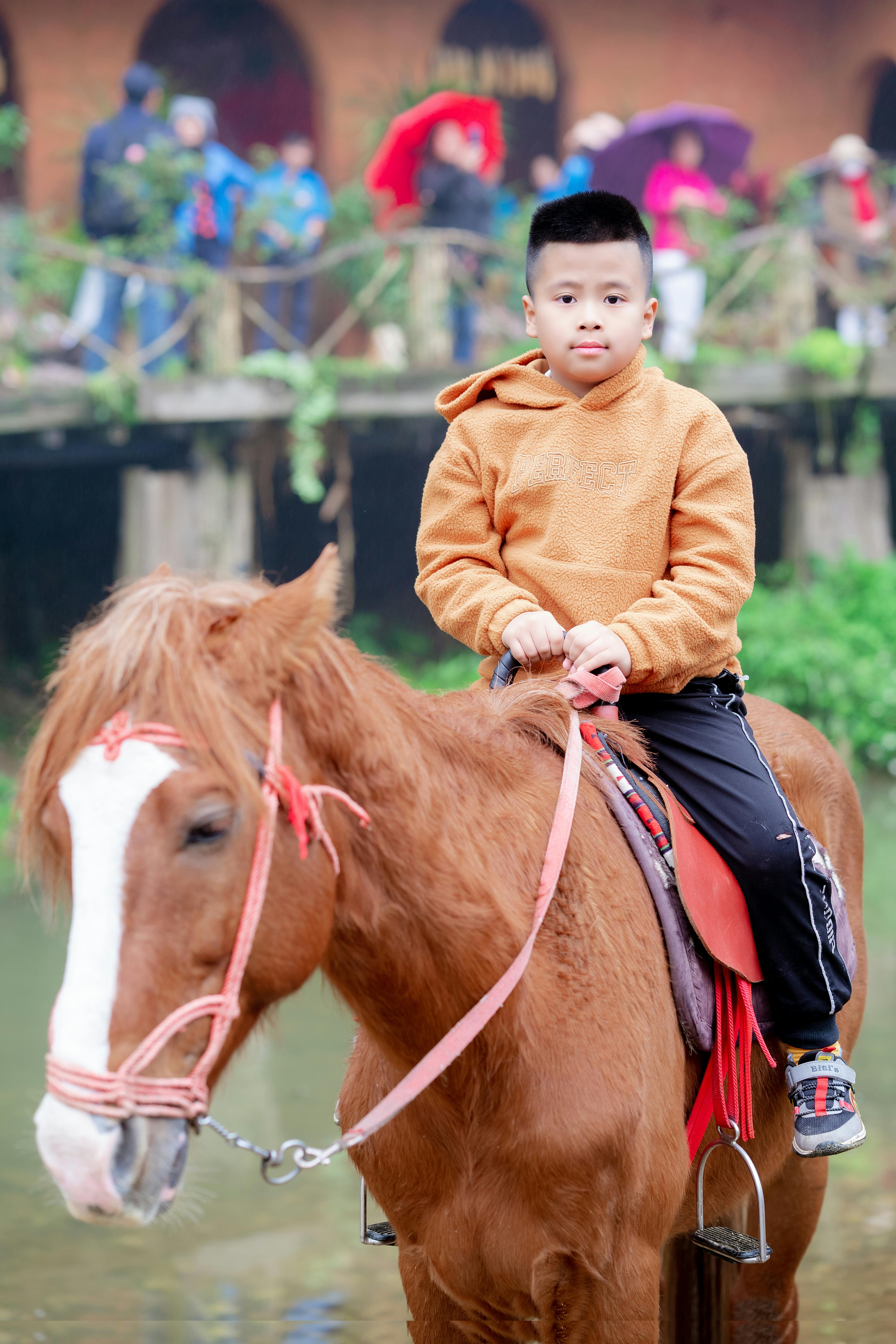 Short Horse Photos, Download The BEST Free Short Horse Stock Photos ...