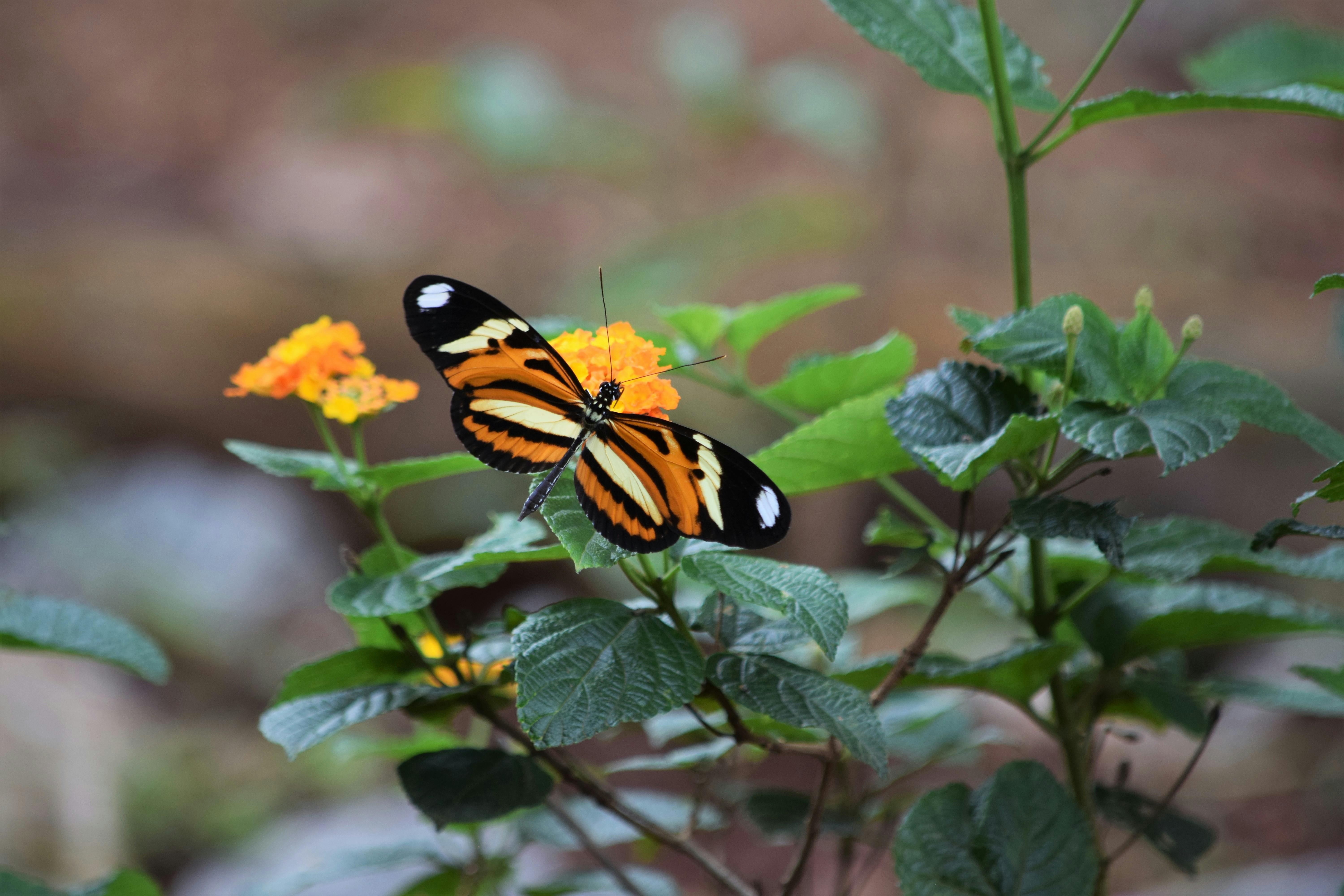 Close-up of a Ethilia Longwing Butterfly Sitting on a Flower · Free Stock Photo