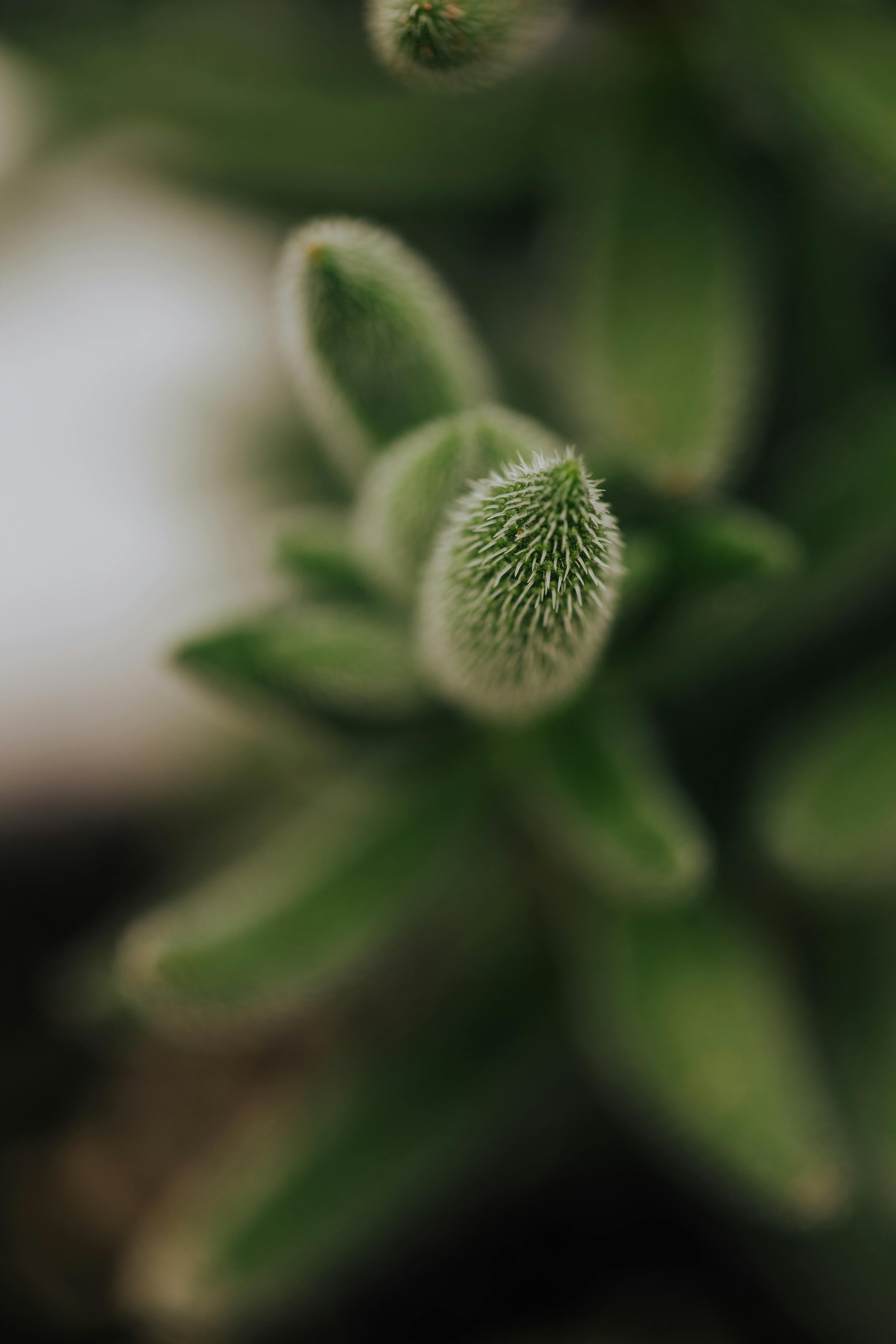 Close-up of an Ice Plant Leaf · Free Stock Photo