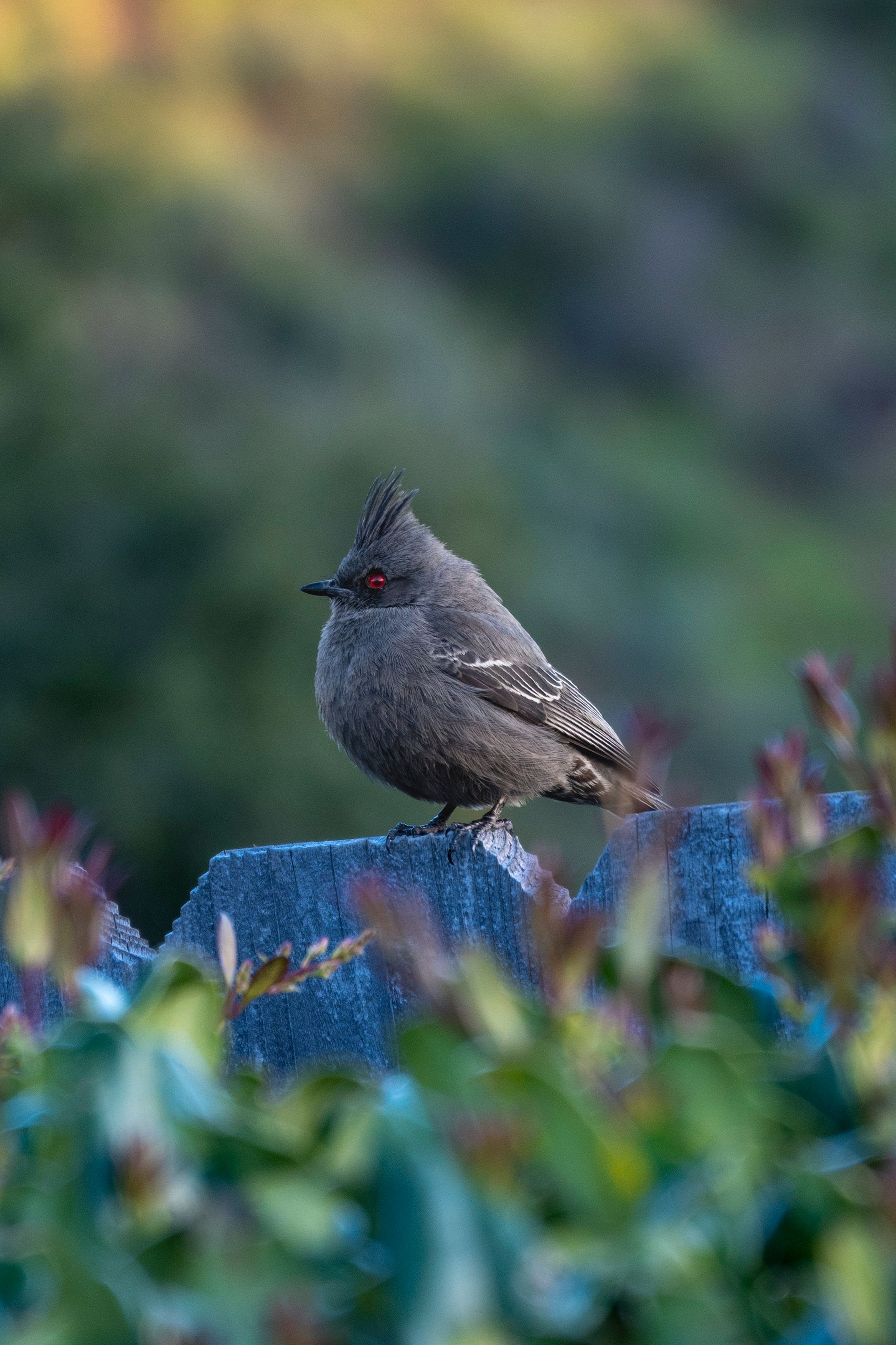 Photo of a Small Bird on the Ground · Free Stock Photo