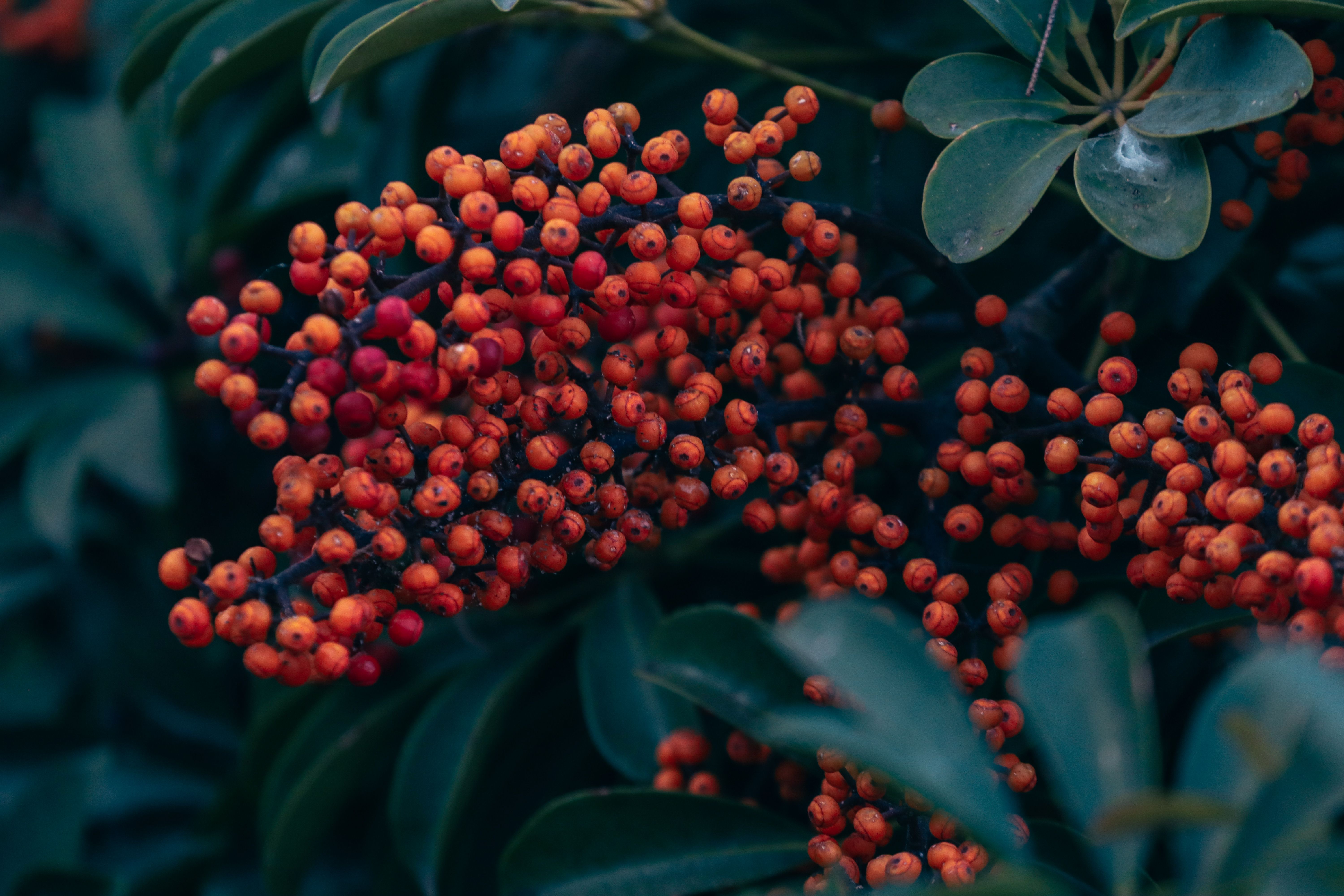 Coral Ardisia Fruits · Free Stock Photo