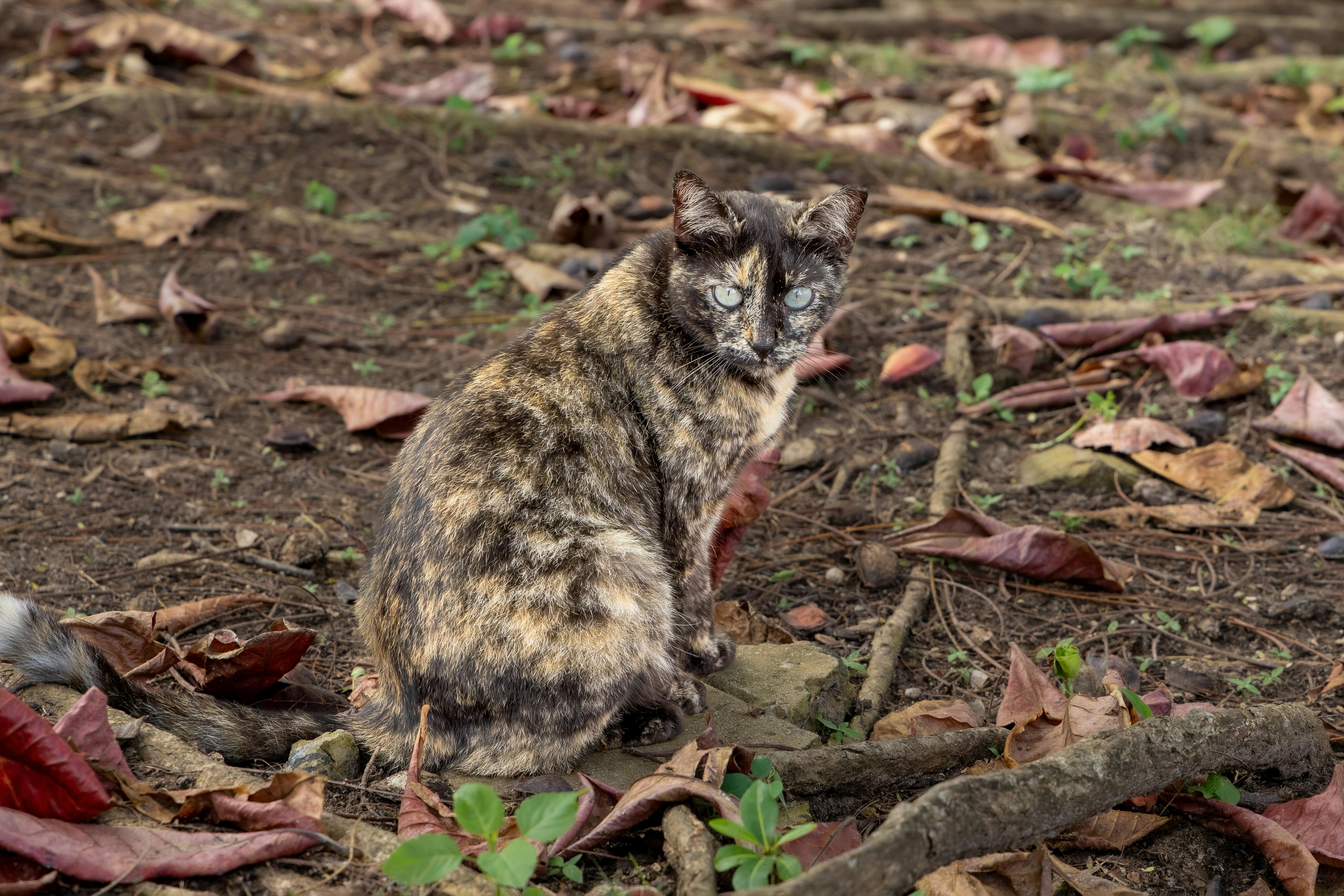 Adorable Cat Sitting on Ground · Free Stock Photo
