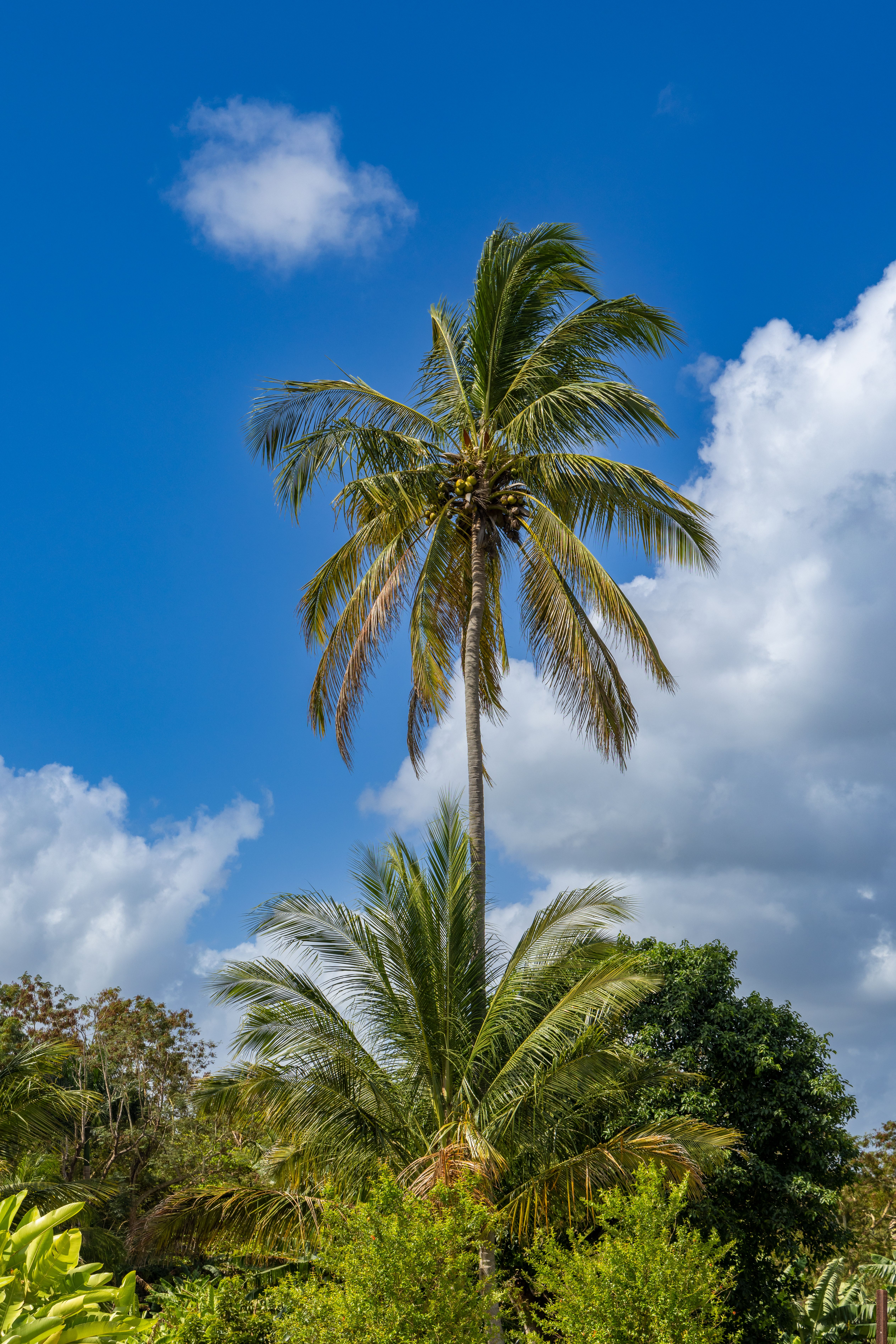 Palm Tree under Blue Sky with Fluffy White Clouds · Free Stock Photo