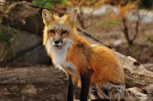 7.000+ Fuchs Bilder und Fotos · Kostenlos Downloaden · Pexels Stock-Fotos