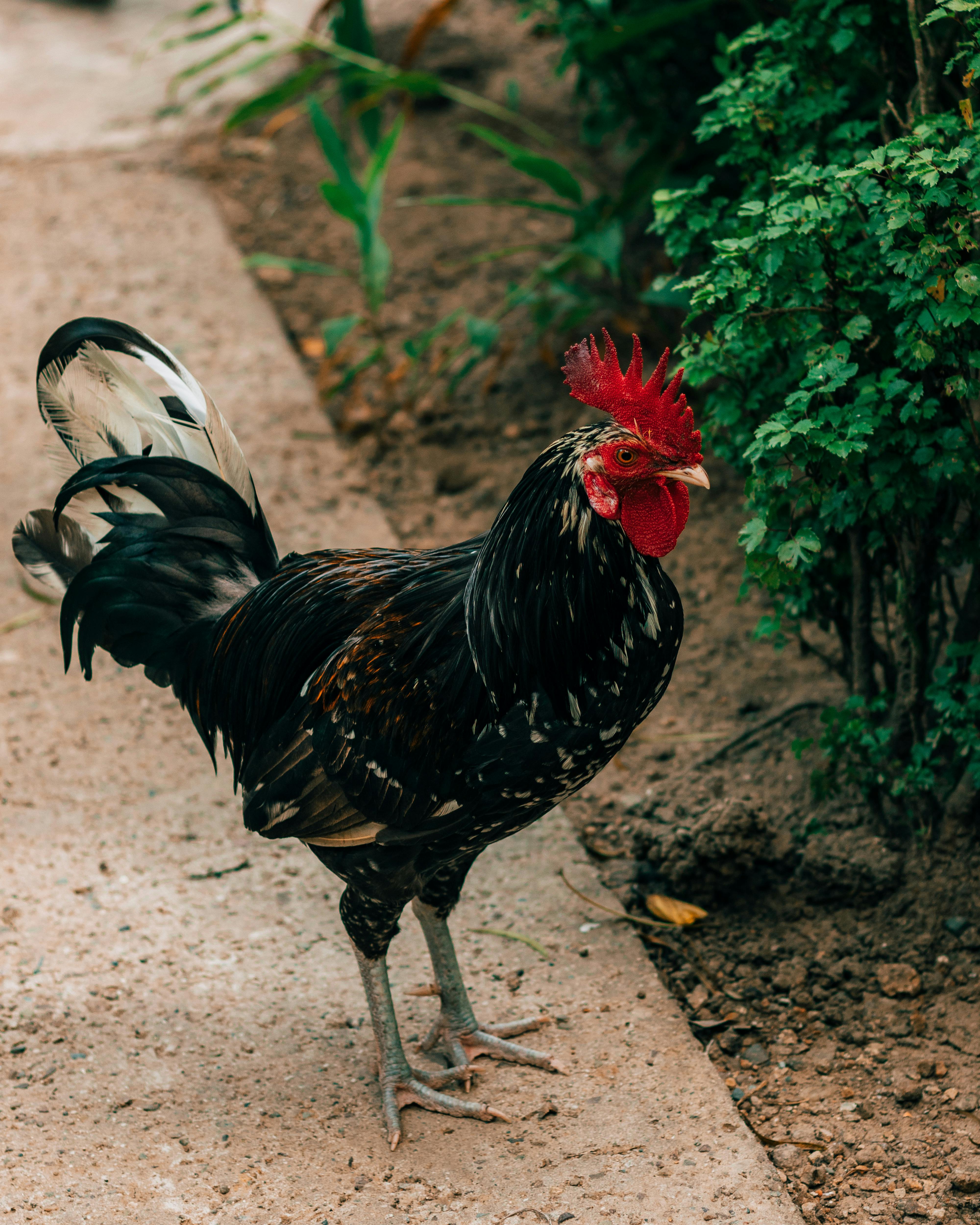 Live Rooster Photos, Download The BEST Free Live Rooster Stock Photos ...