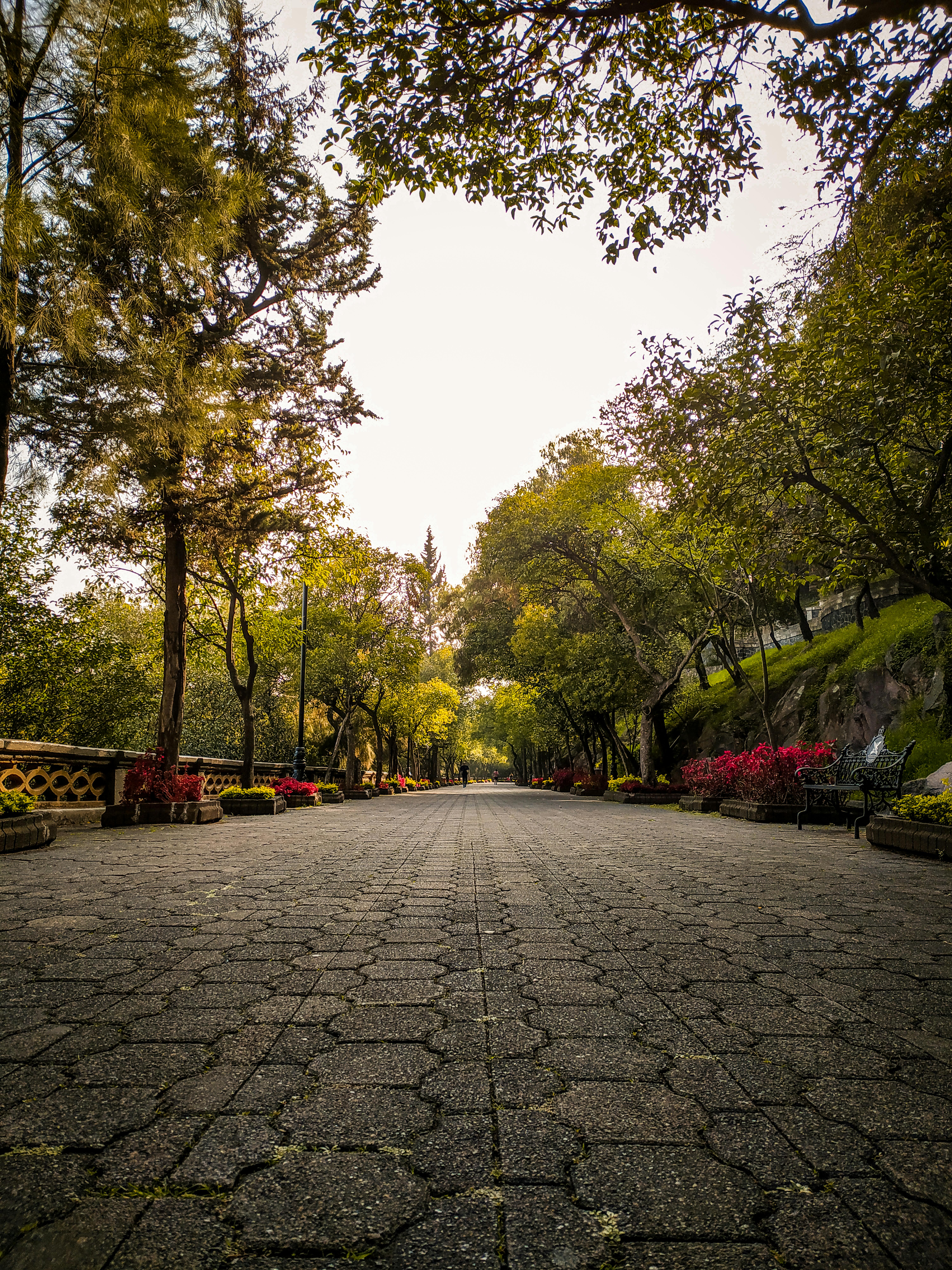 Greenery Plot Photos, Download The BEST Free Greenery Plot Stock Photos ...