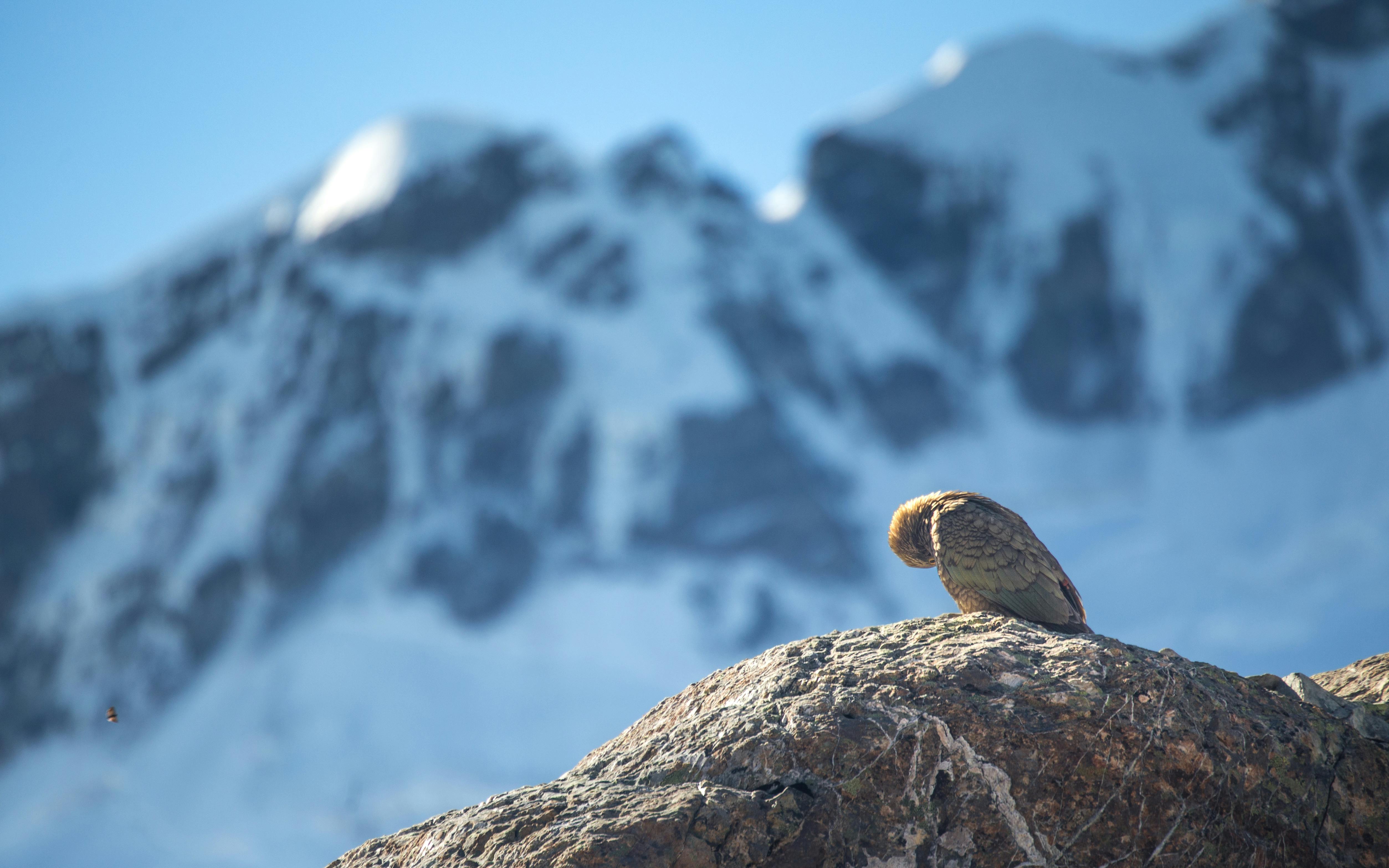 Mountain parrot. · Free Stock Photo