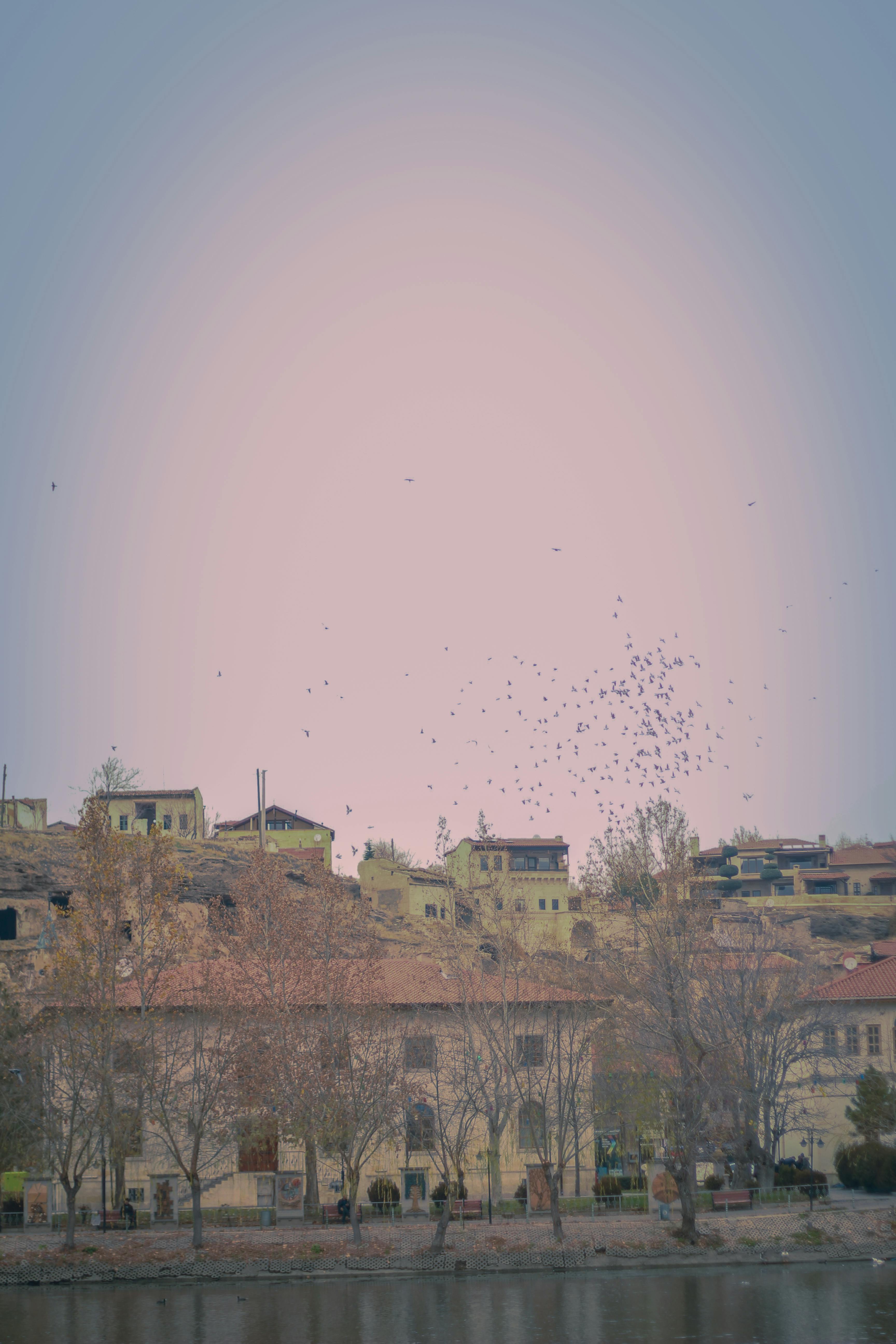 Birds Flying over Town · Free Stock Photo