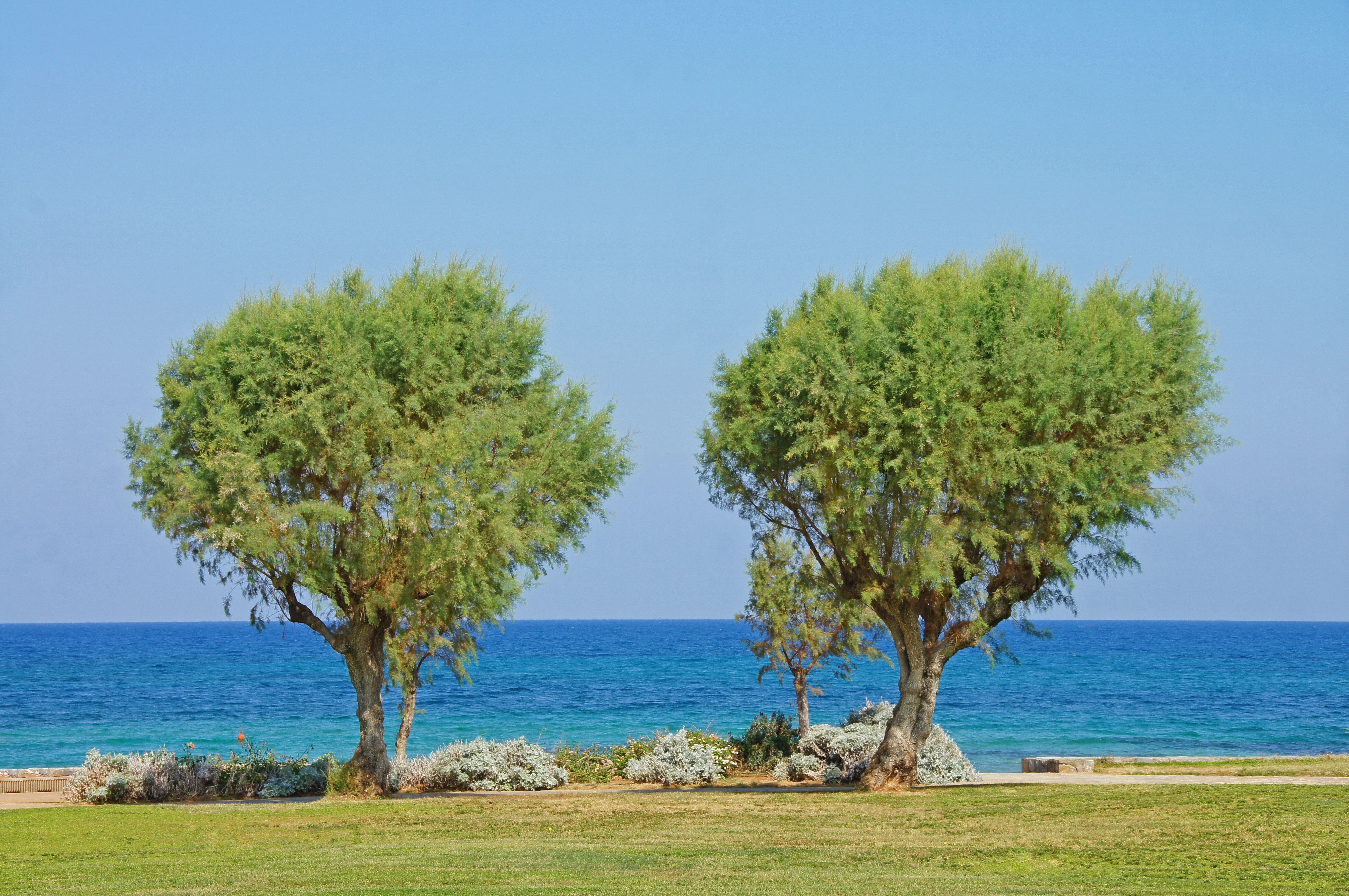 Seaside Landscape with Horizon - Trees and Ocean - Coastal Paradise ...