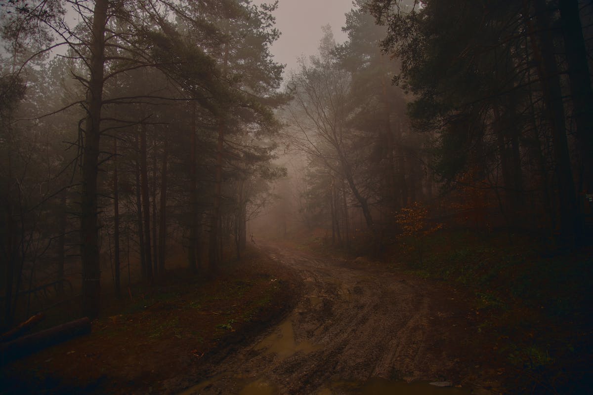 Mud Forest Photos, Download The BEST Free Mud Forest Stock Photos & HD ...