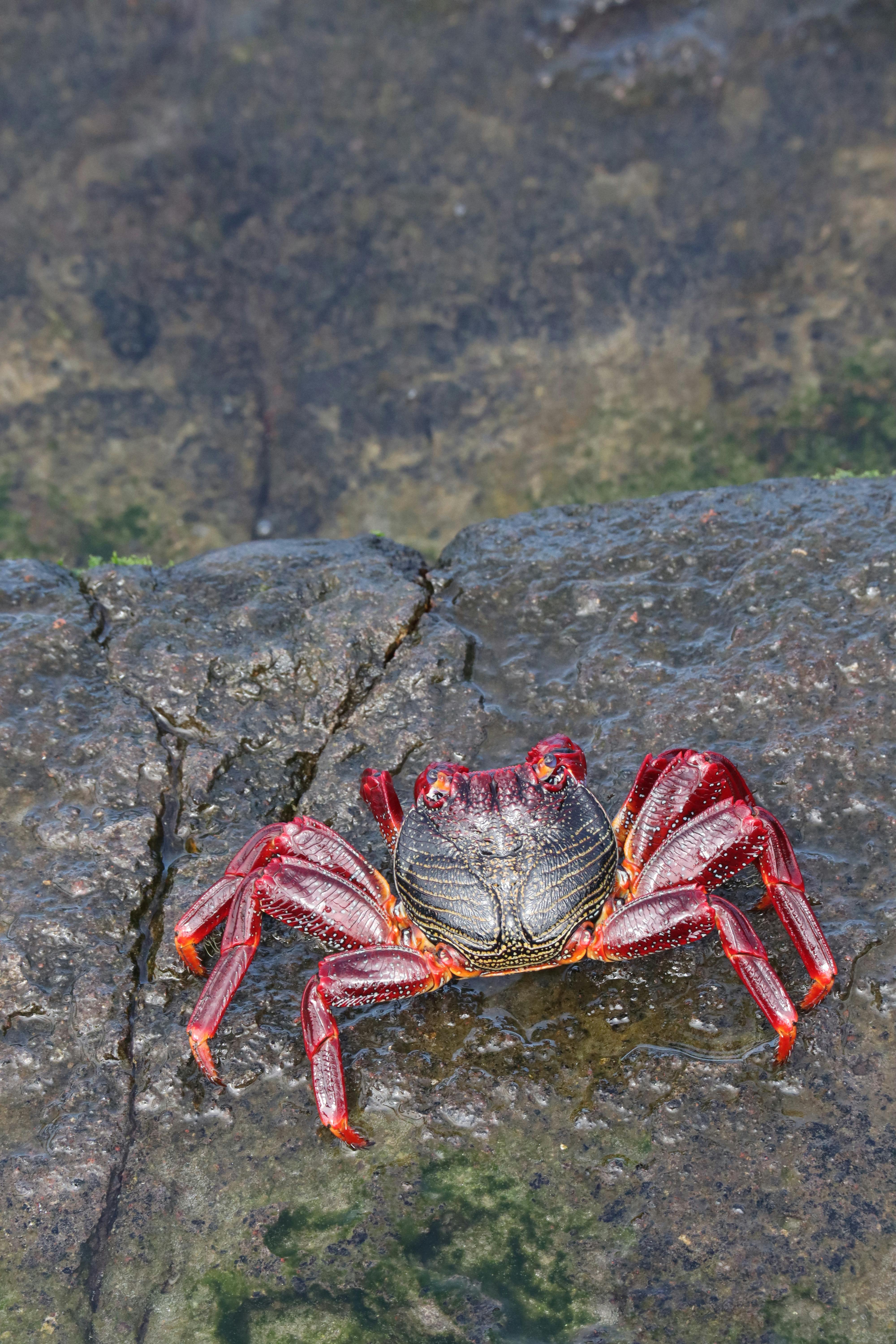 Crab on Beach · Free Stock Photo