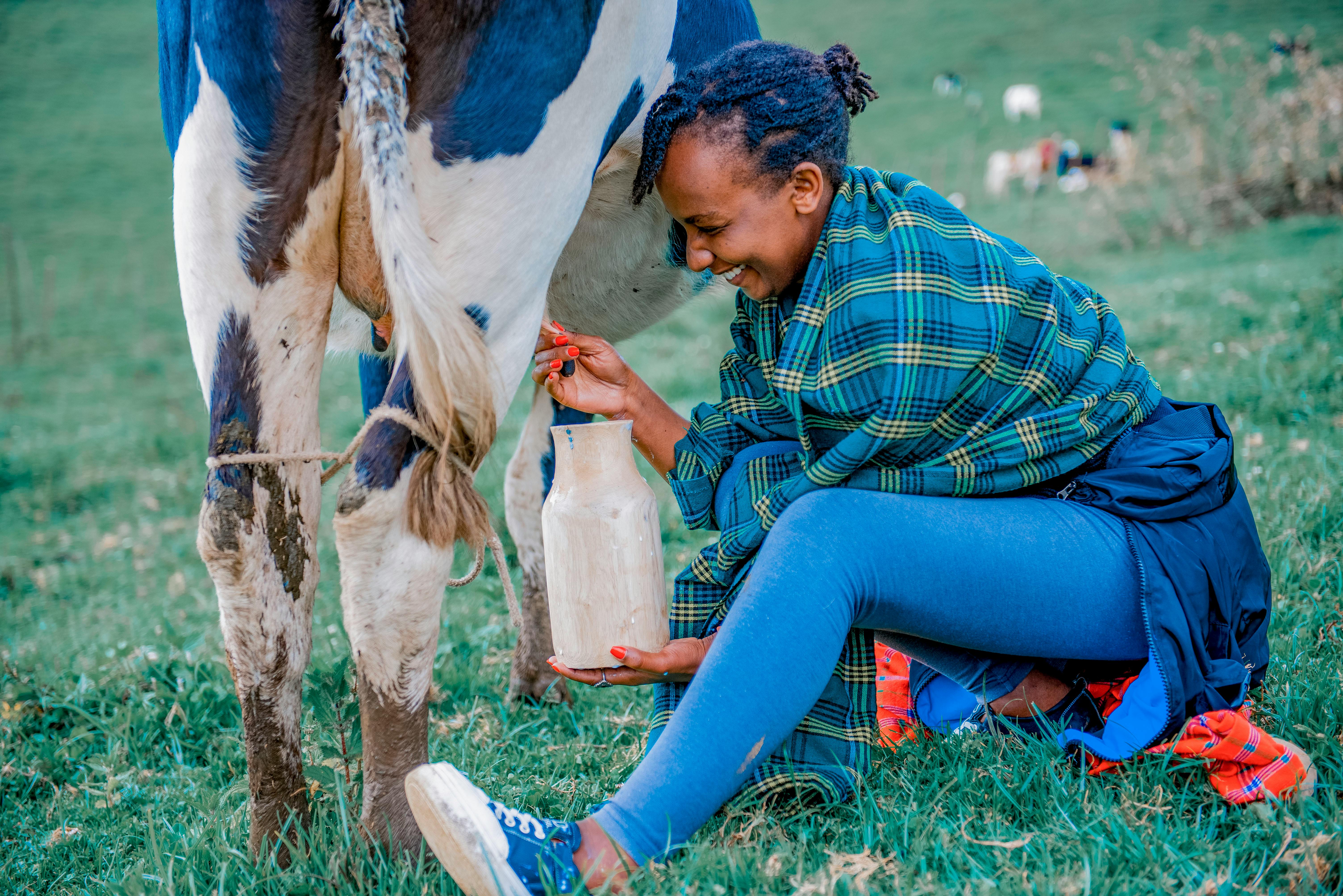 Woman Milking Cow · Free Stock Photo