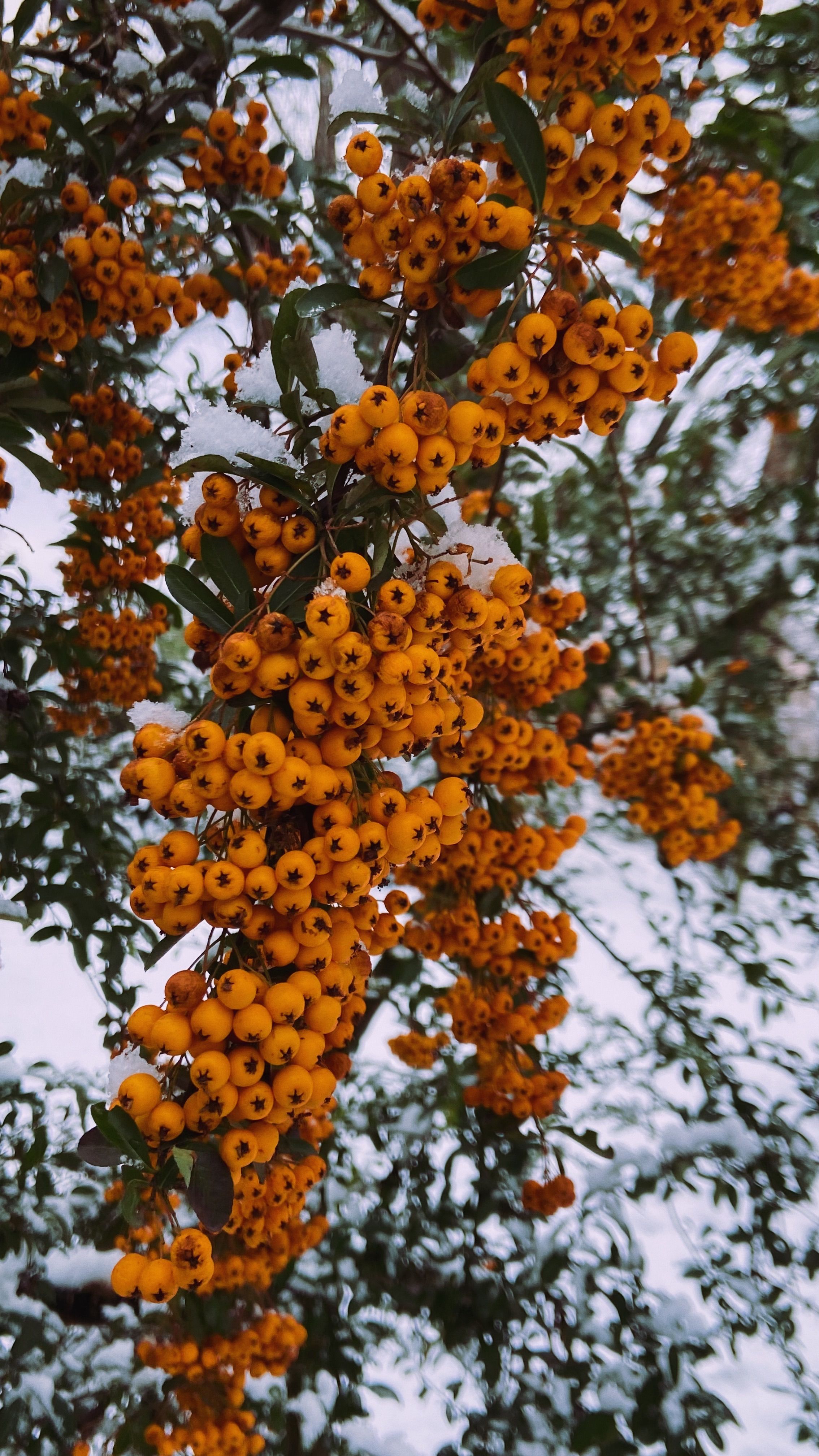 Fruits Growing on Tree · Free Stock Photo