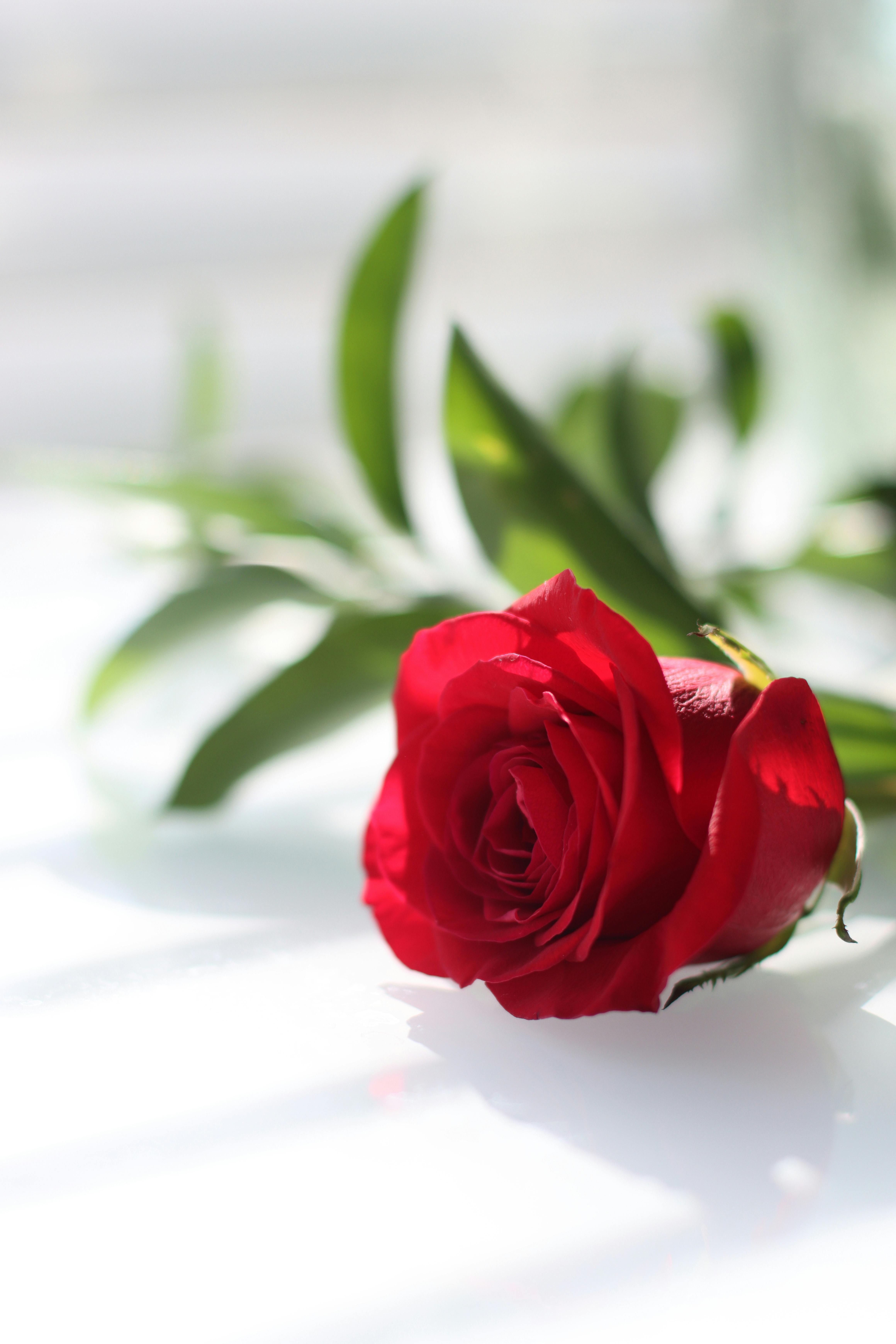 Red Roses · Free Stock Photo
