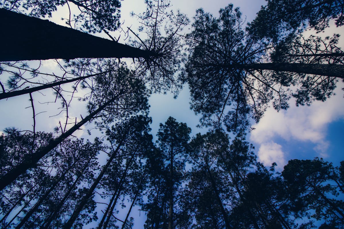 Tree Of Life Photos, Download The BEST Free Tree Of Life Stock Photos ...