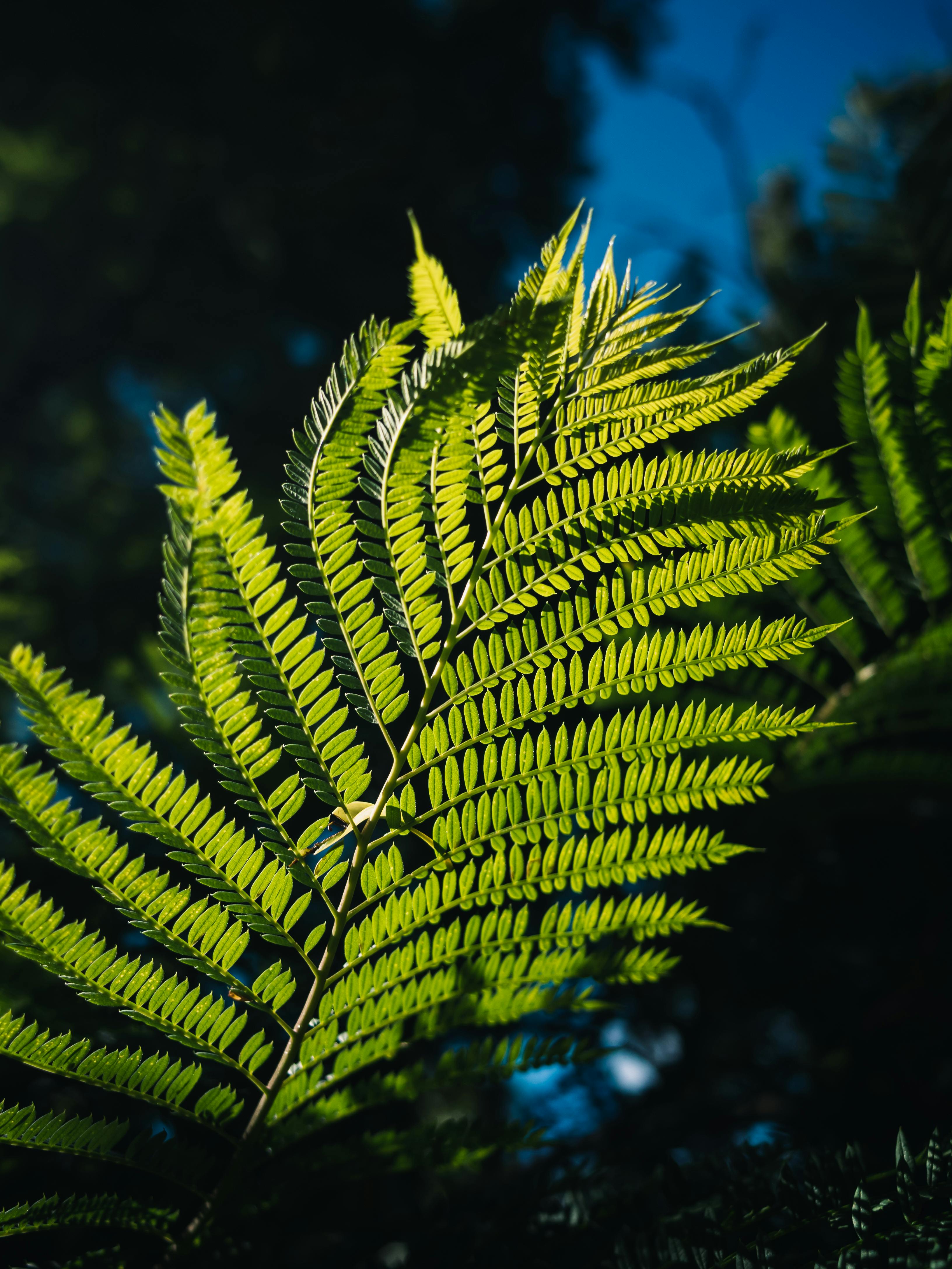 Close up of a Fern · Free Stock Photo