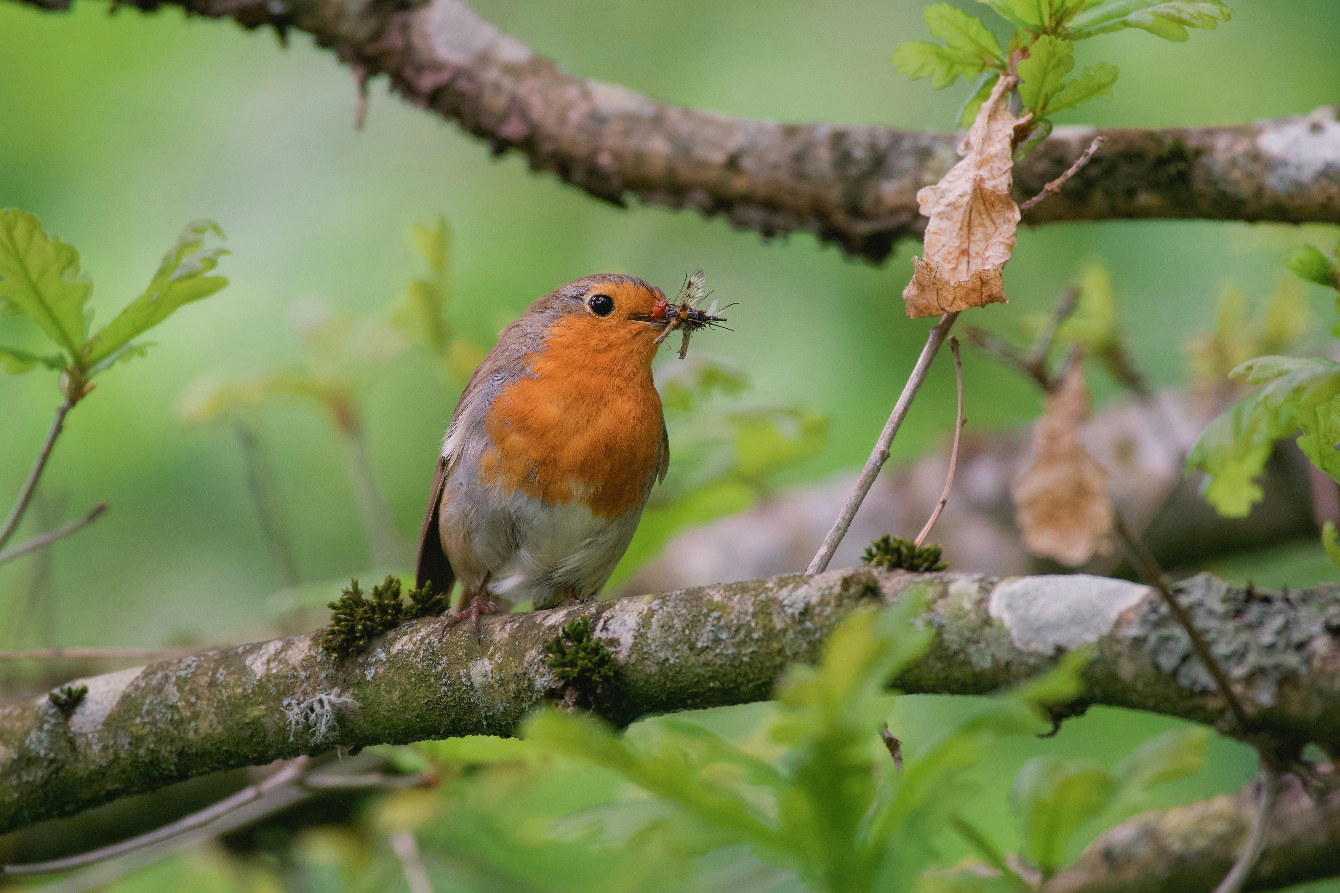 European Robin with Insect in Beak · Free Stock Photo