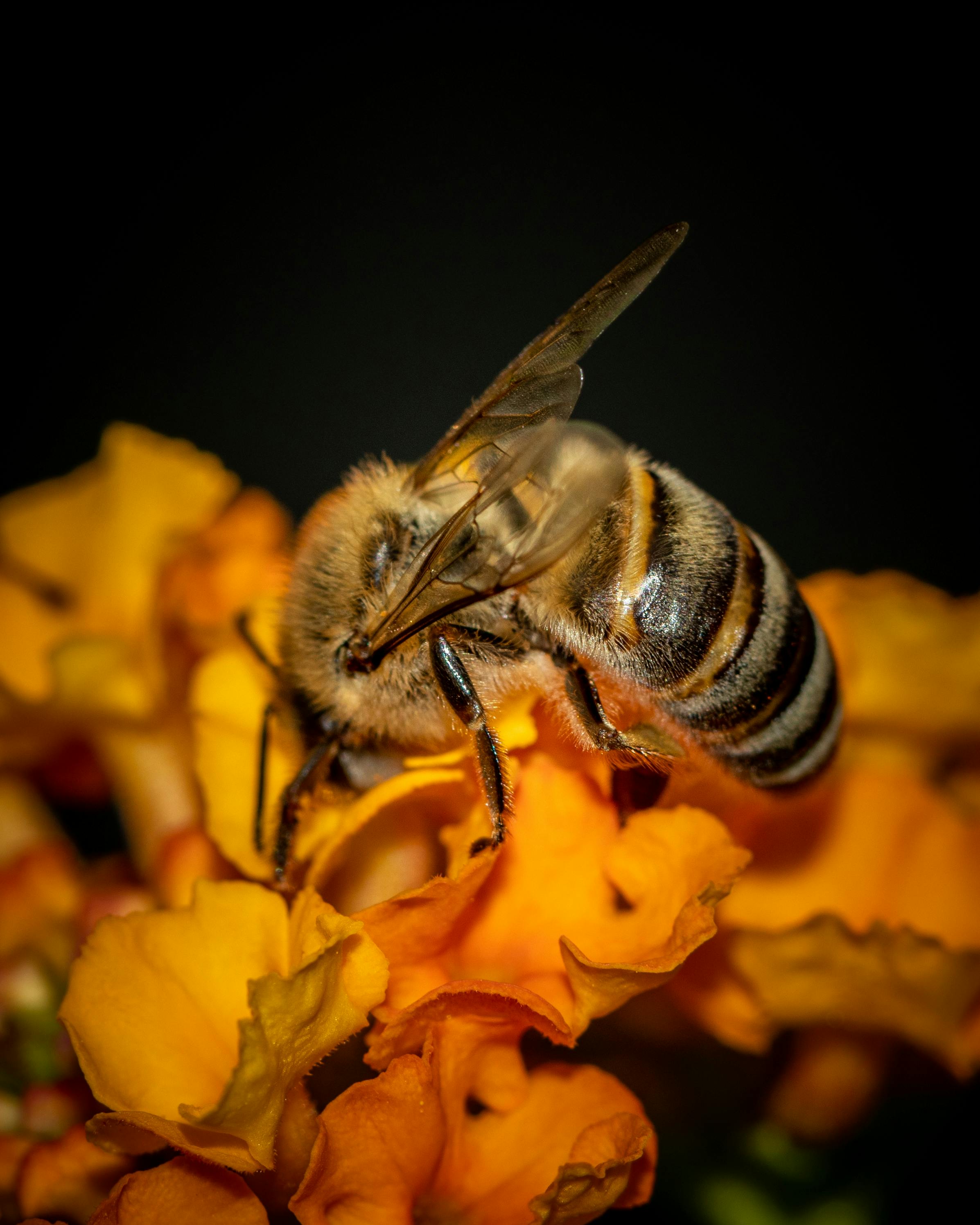 Close up of Bee on Flowers · Free Stock Photo