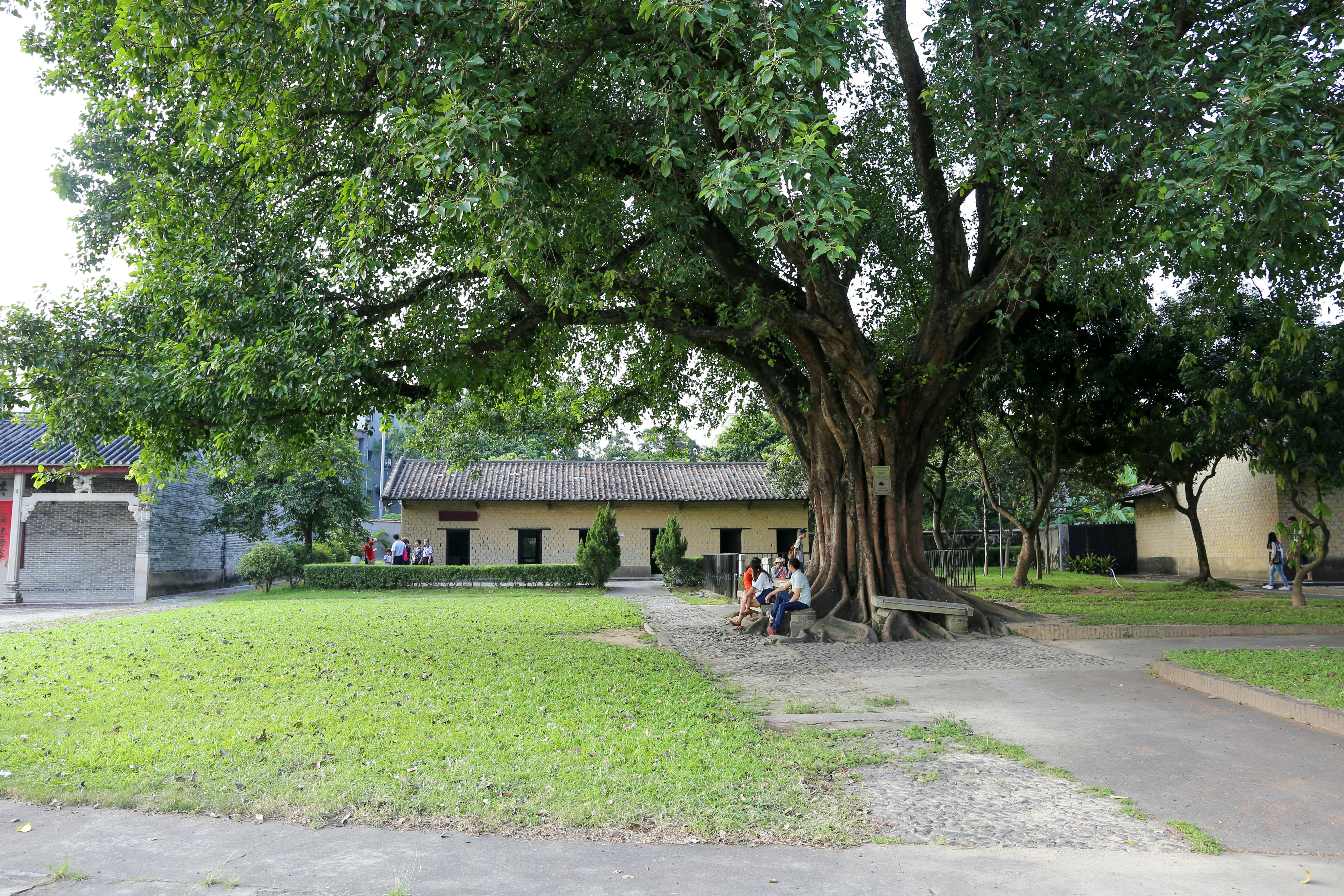 People Sitting under Tree · Free Stock Photo