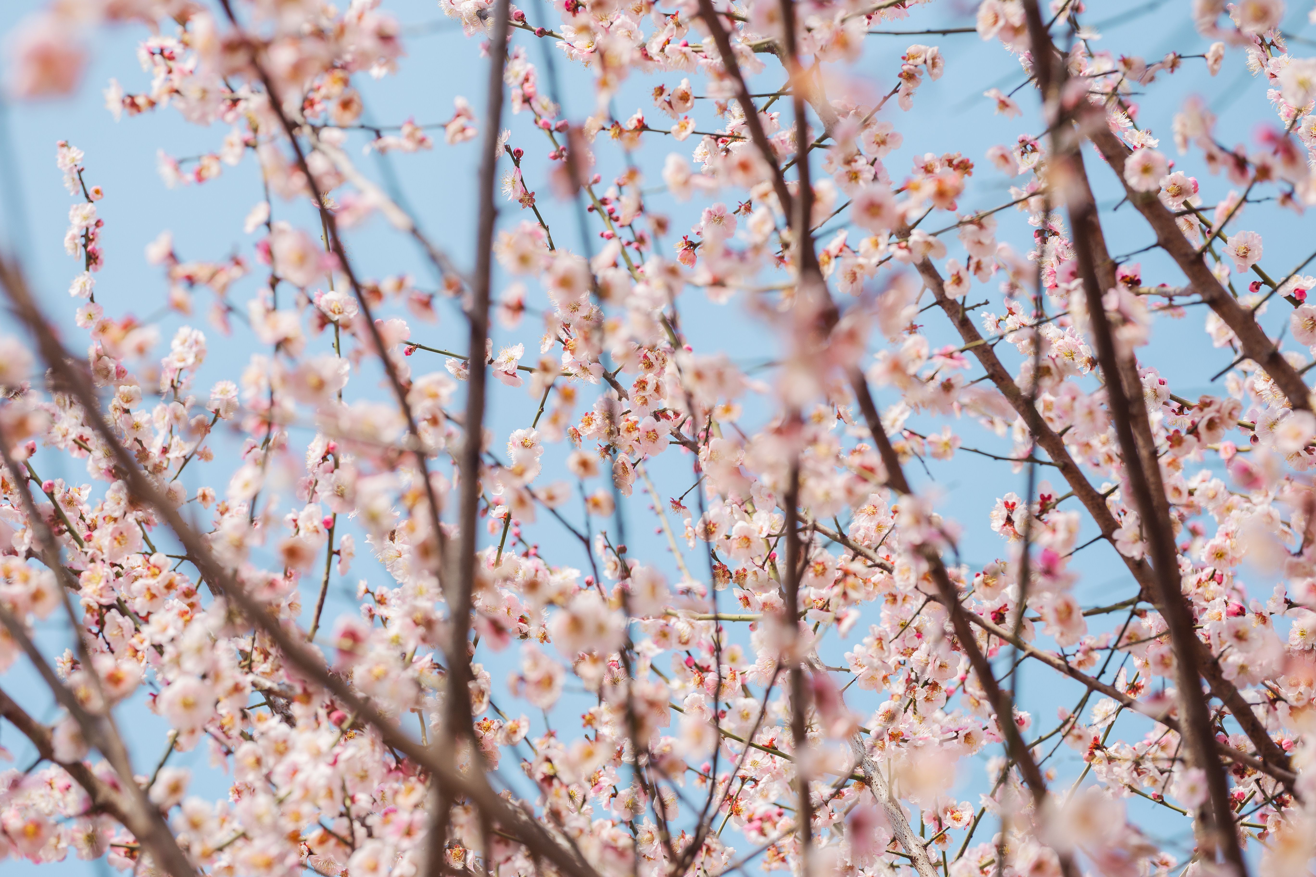 Close up of Cherry Blossoms · Free Stock Photo