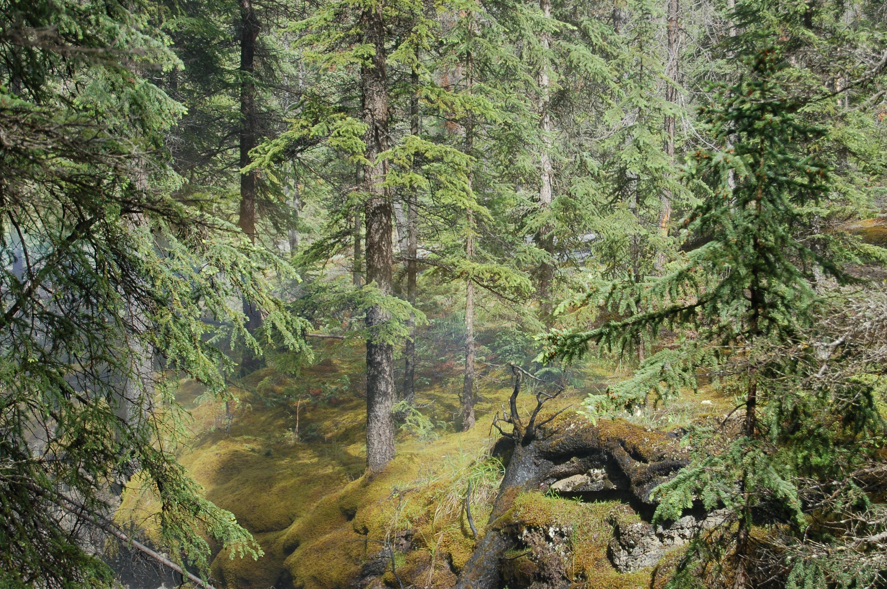 Coniferous Forest in Jasper National Park · Free Stock Photo