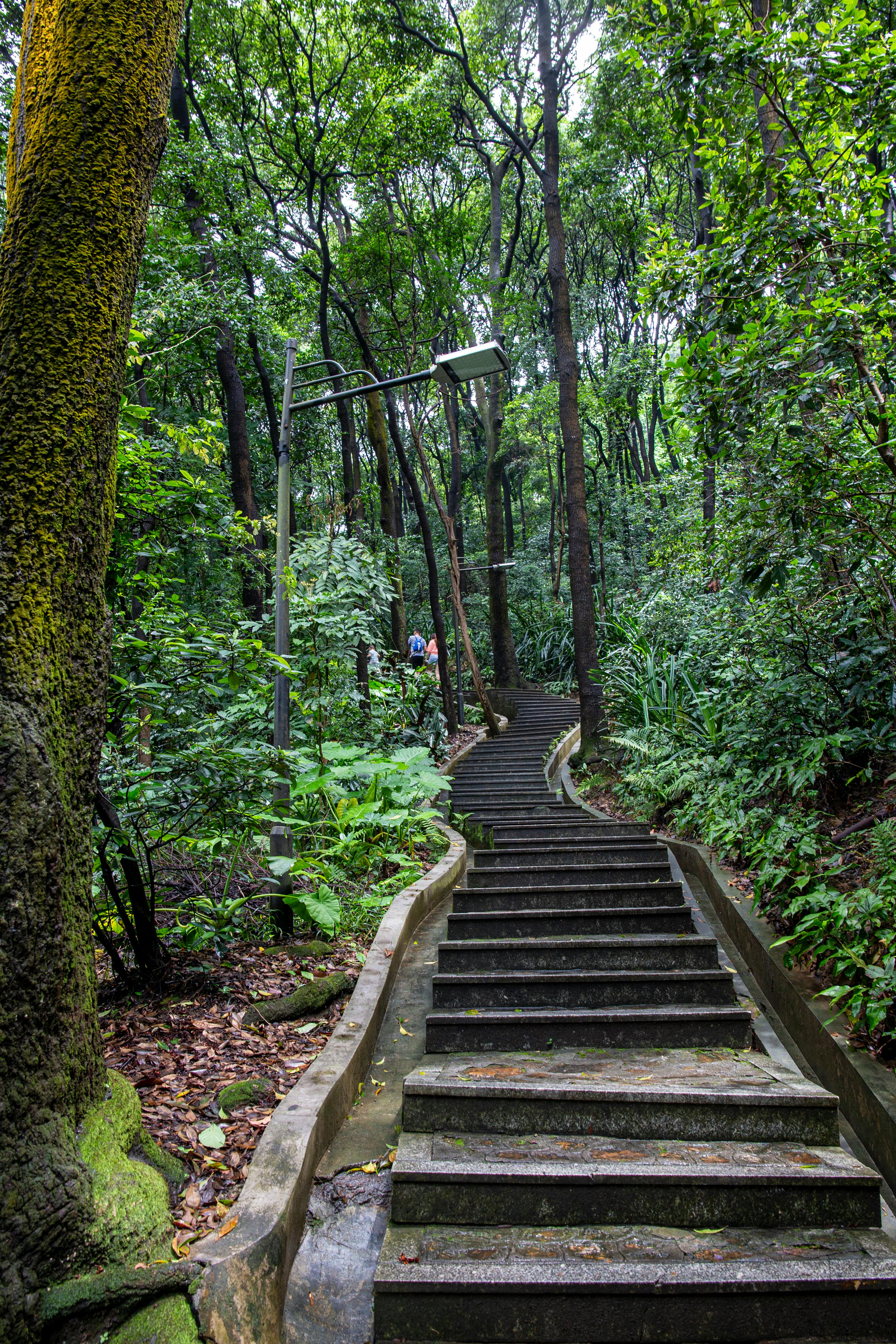 Stairs in Forest · Free Stock Photo