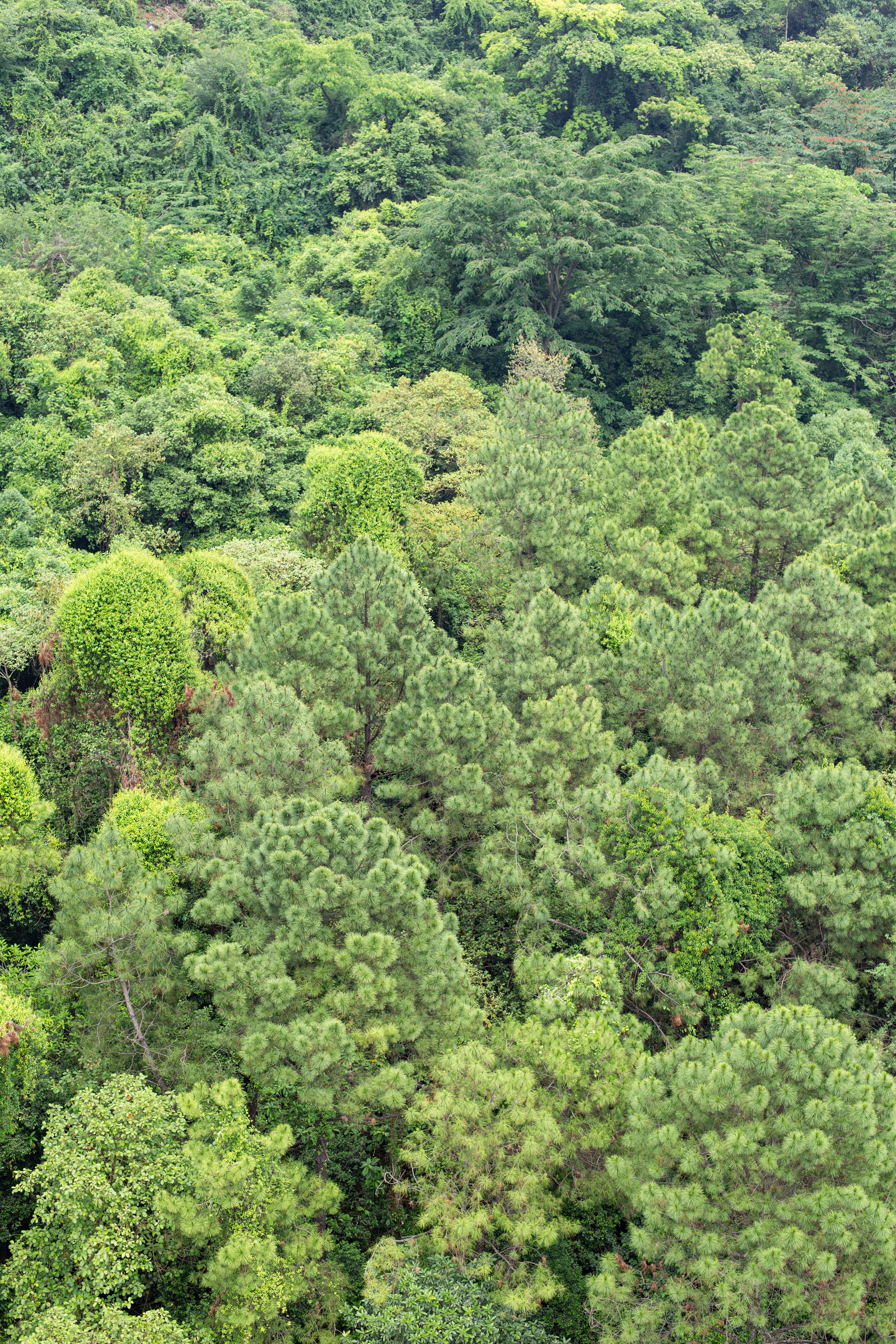 Foto stok gratis tentang @ luar, alam, alam liar, area hutan, atasan ...
