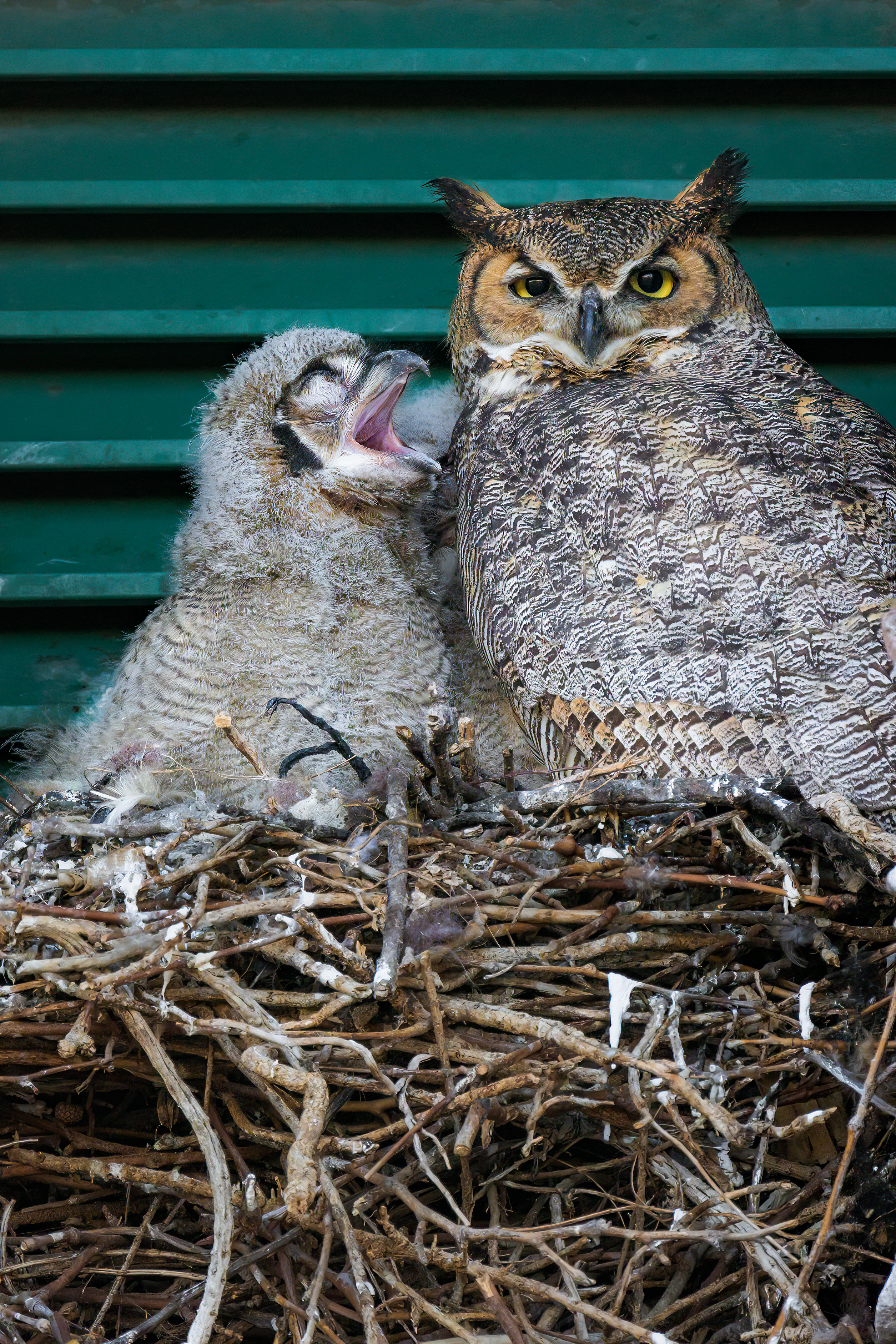 Owl and Owlet · Free Stock Photo
