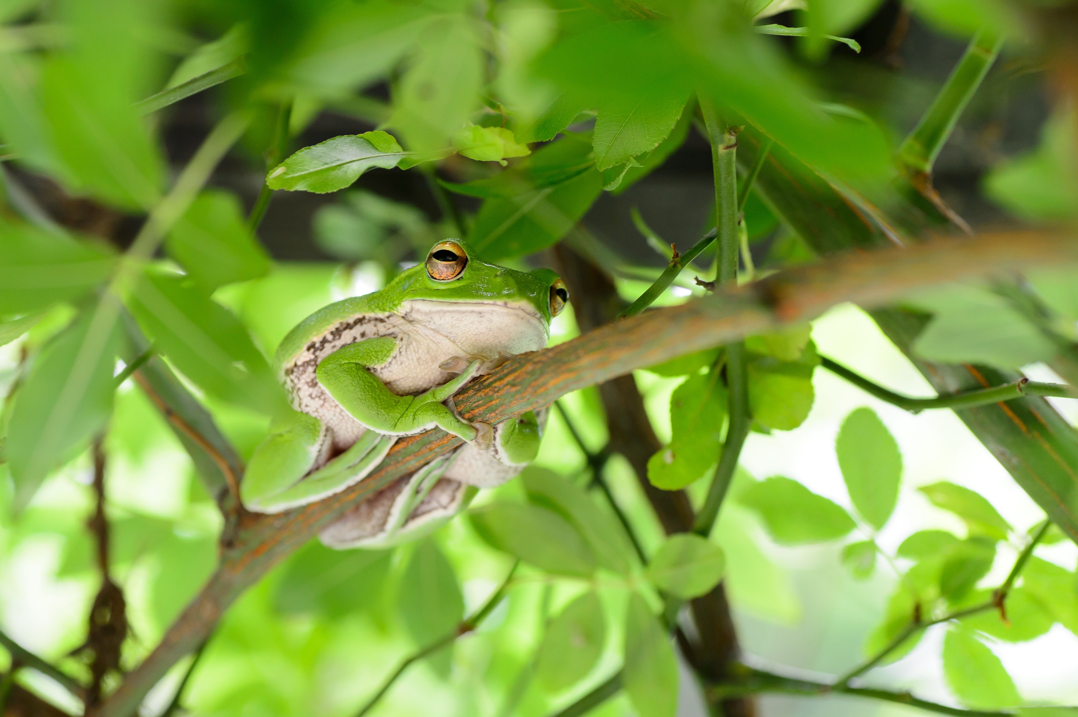 Brown Frog Surrounded by Green Floating Pants on Water · Free Stock Photo