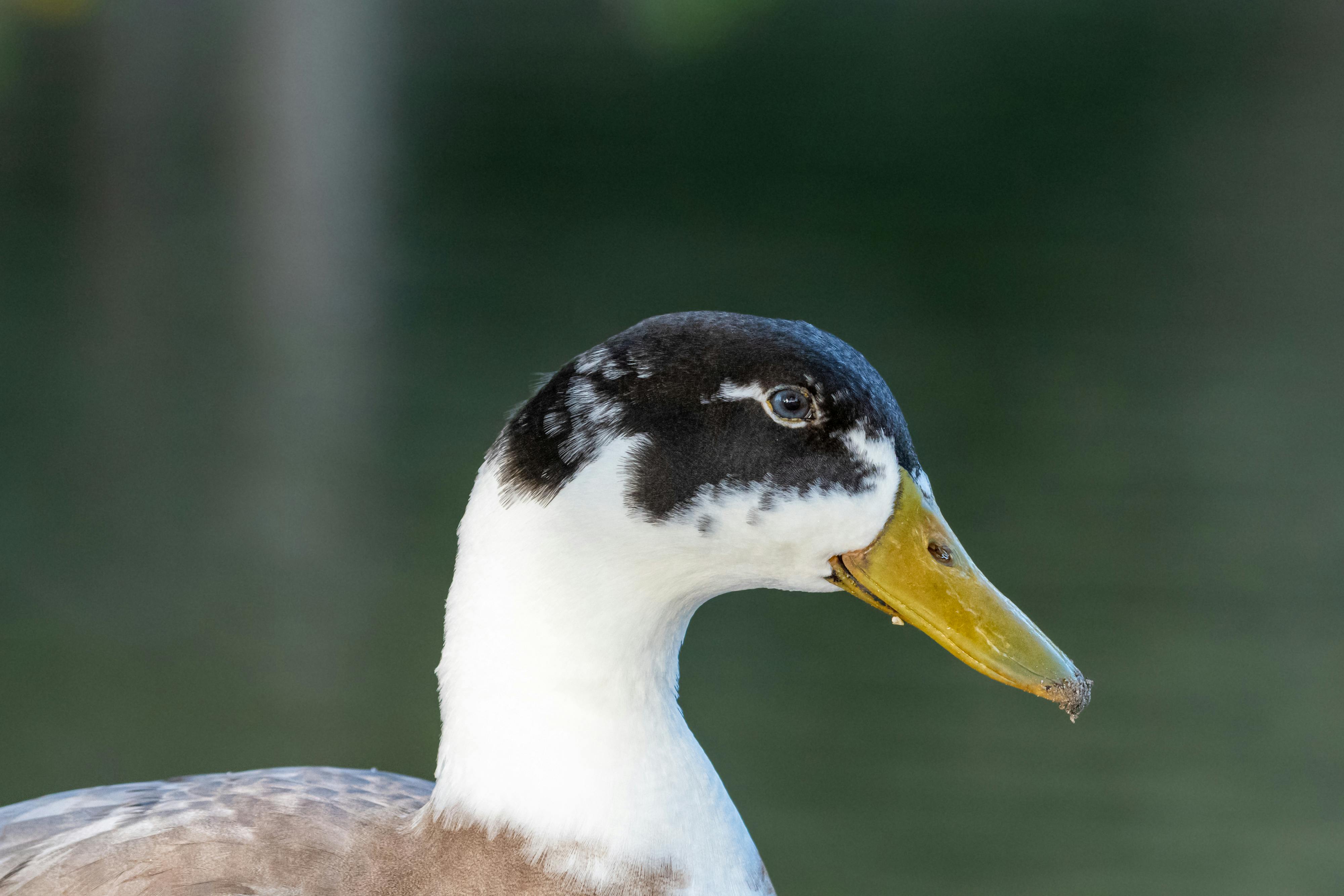 Close up of Duck Head · Free Stock Photo