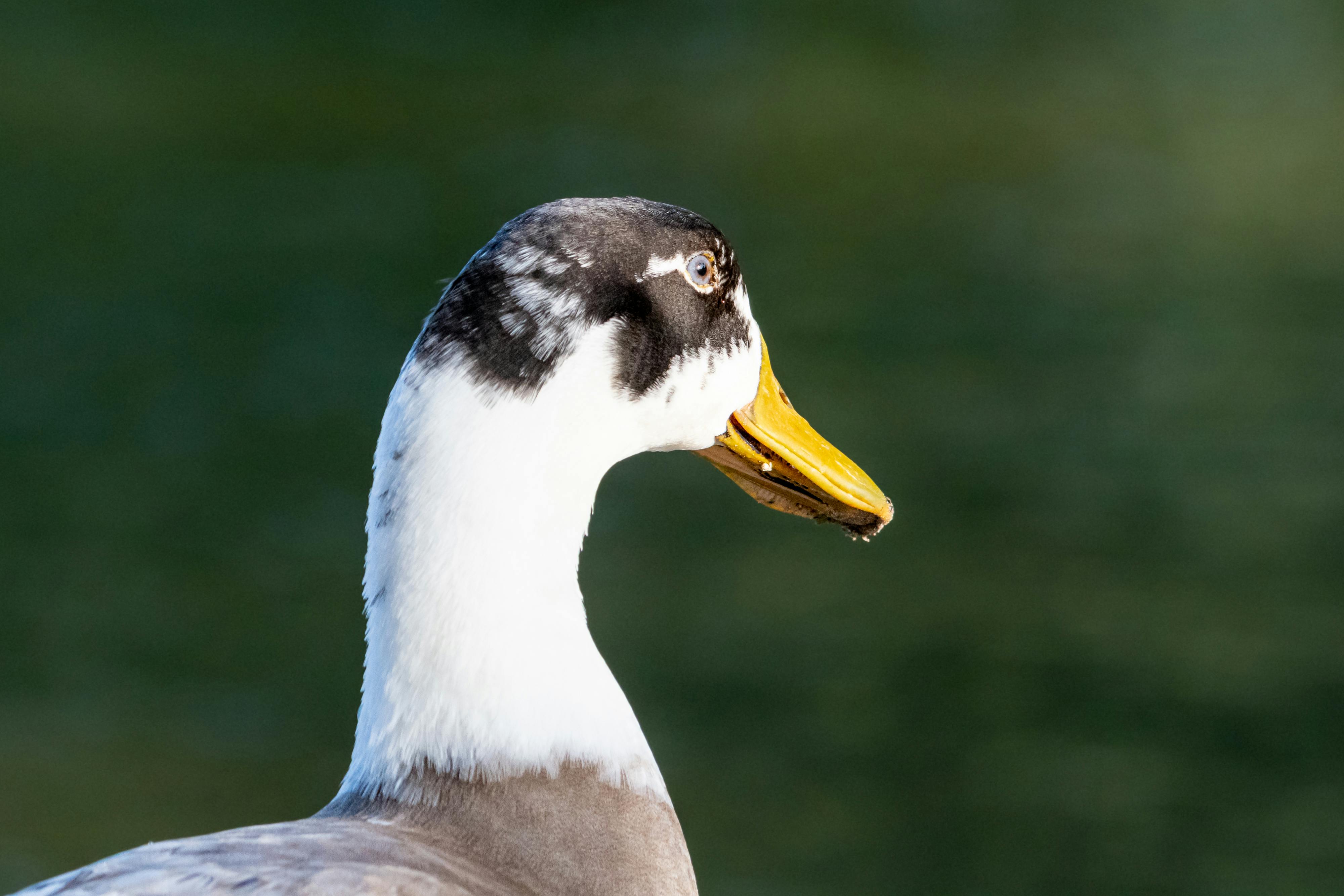 Close up of Duck Head · Free Stock Photo