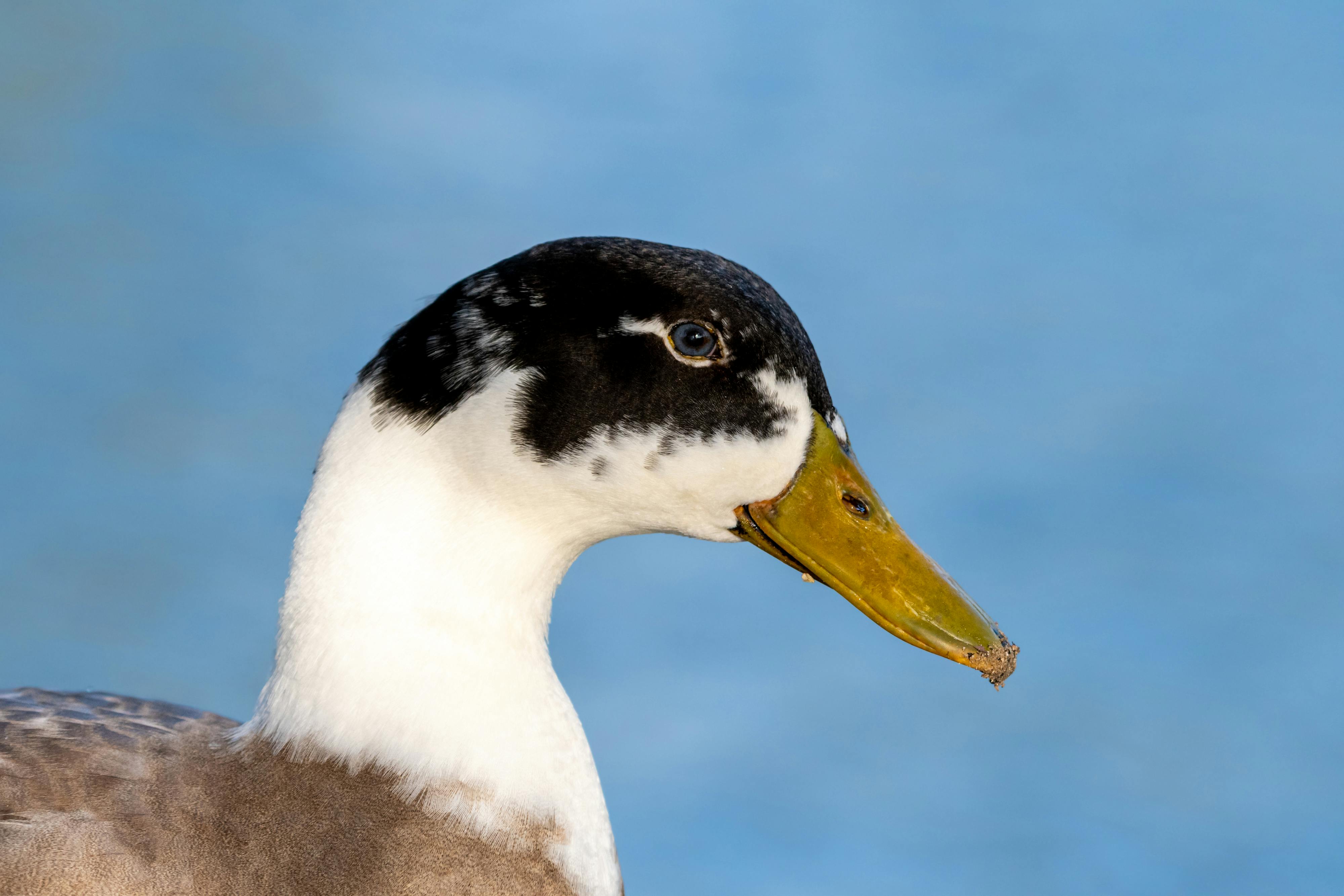 Close up of Duck · Free Stock Photo