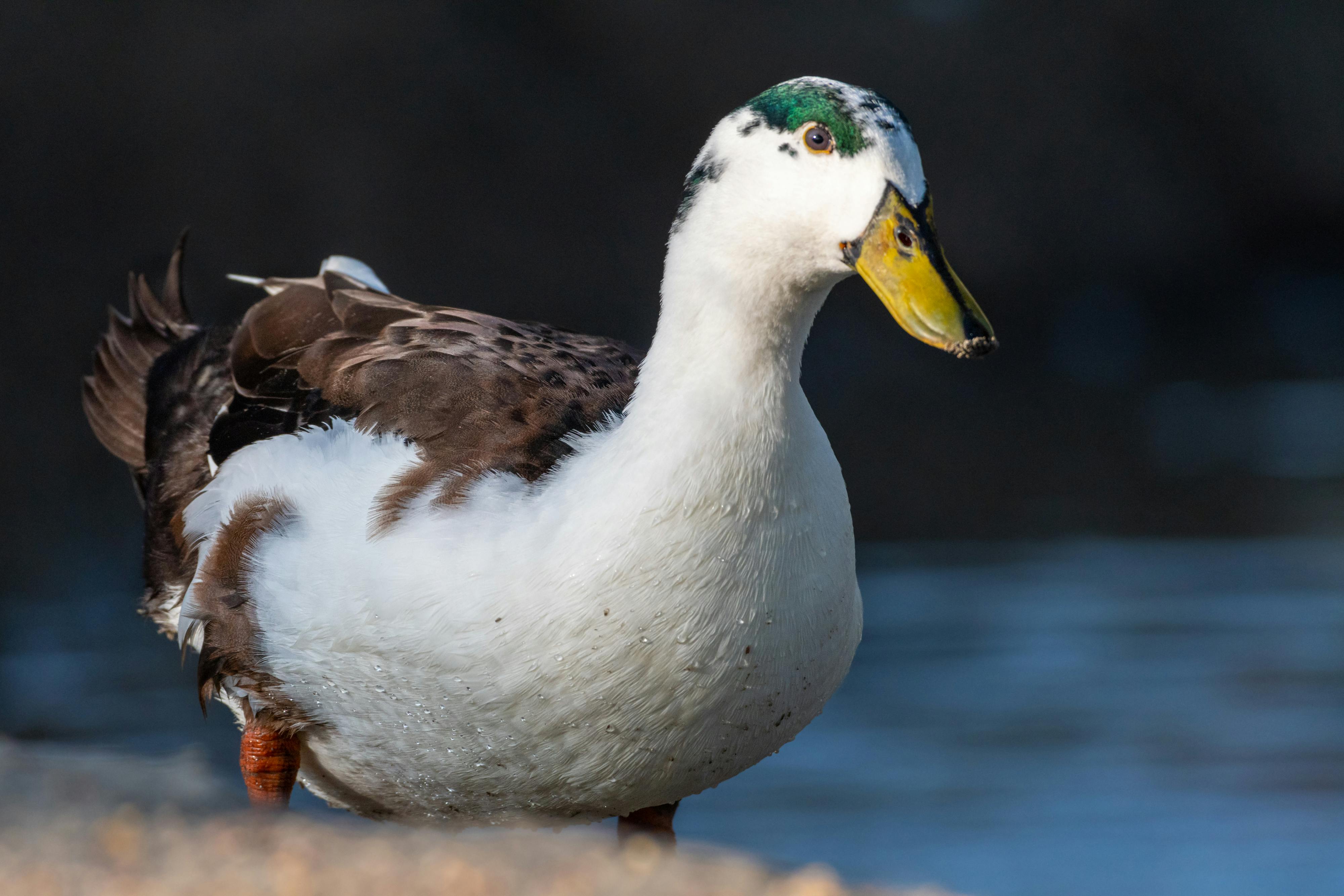 Magpie Duck · Free Stock Photo