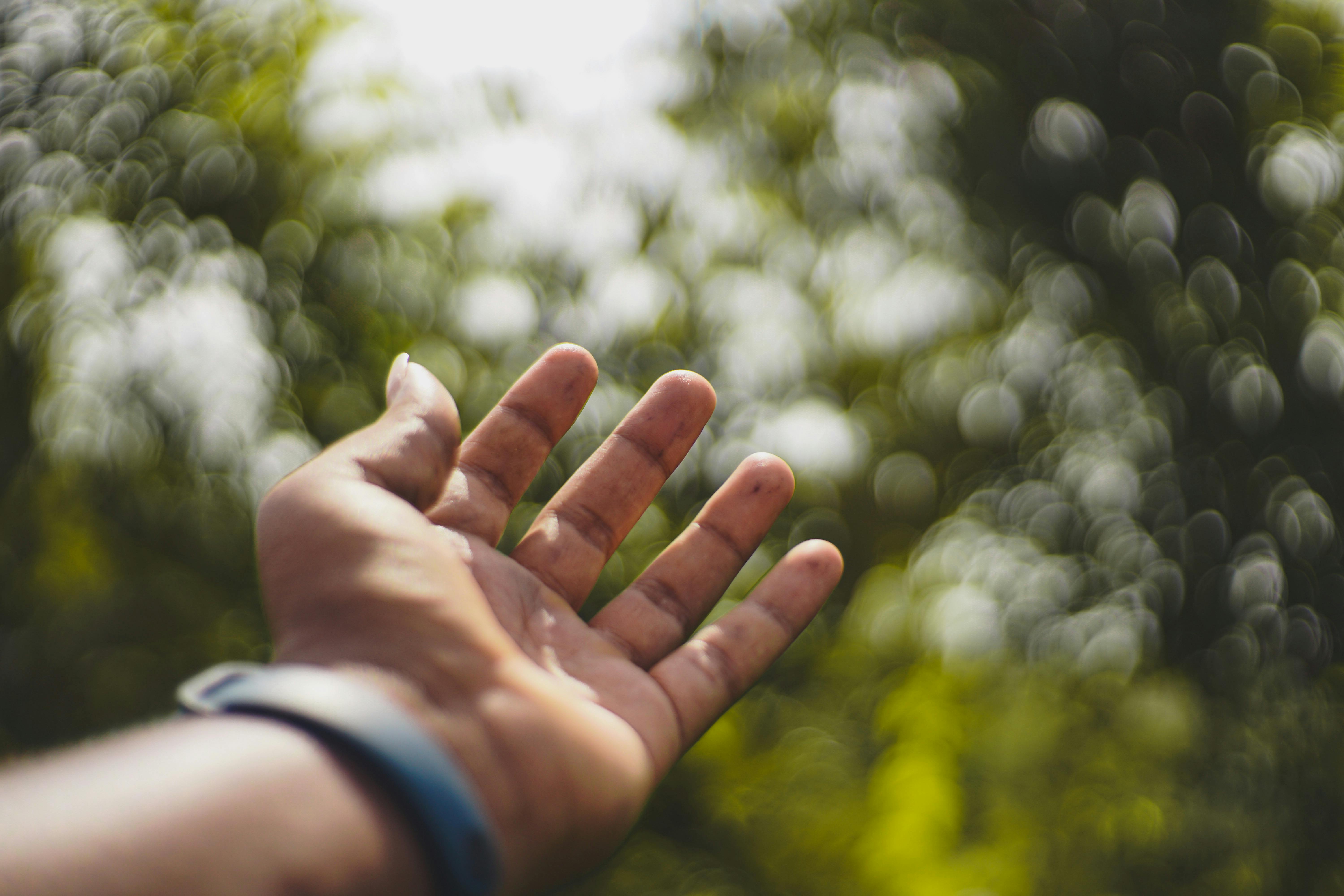 A person's hand reaching out to the trees · Free Stock Photo