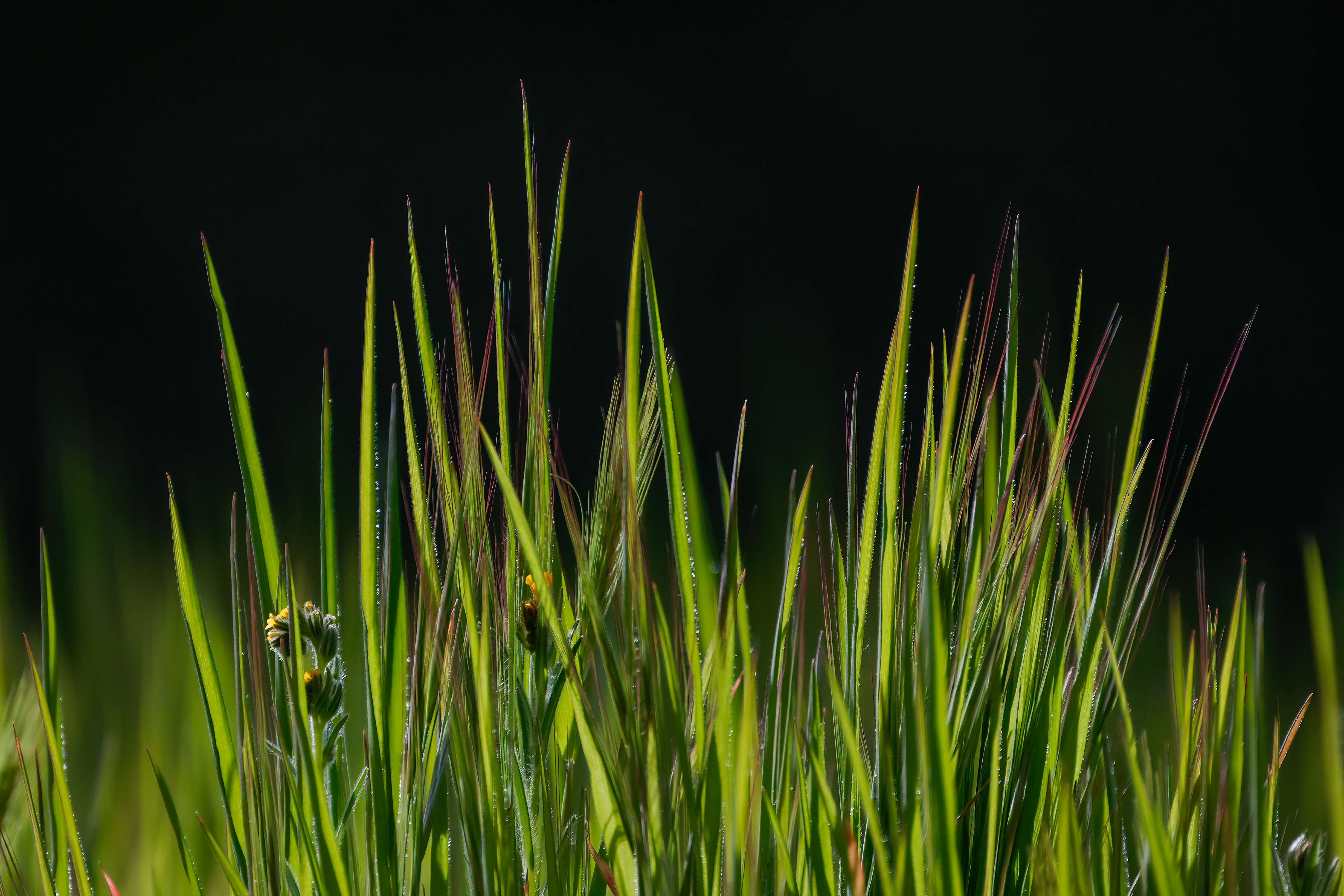 Close up of Grass · Free Stock Photo