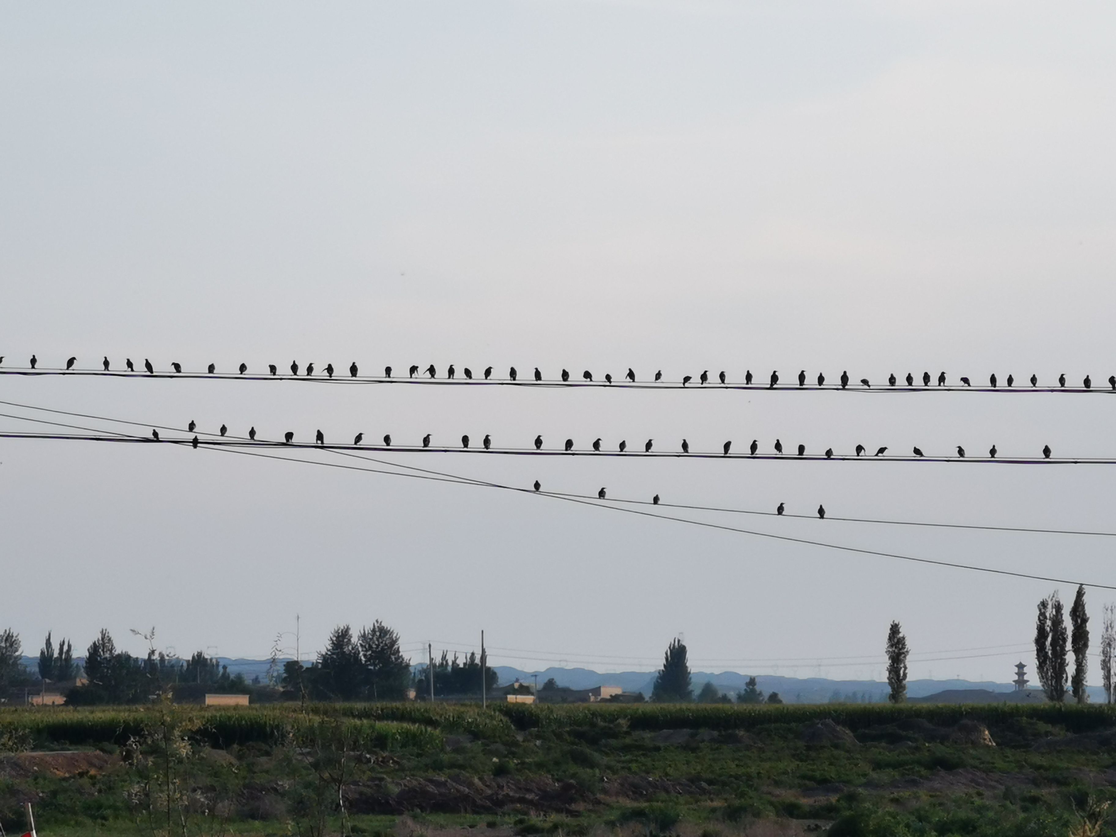 Birds Perching on Power Lines · Free Stock Photo