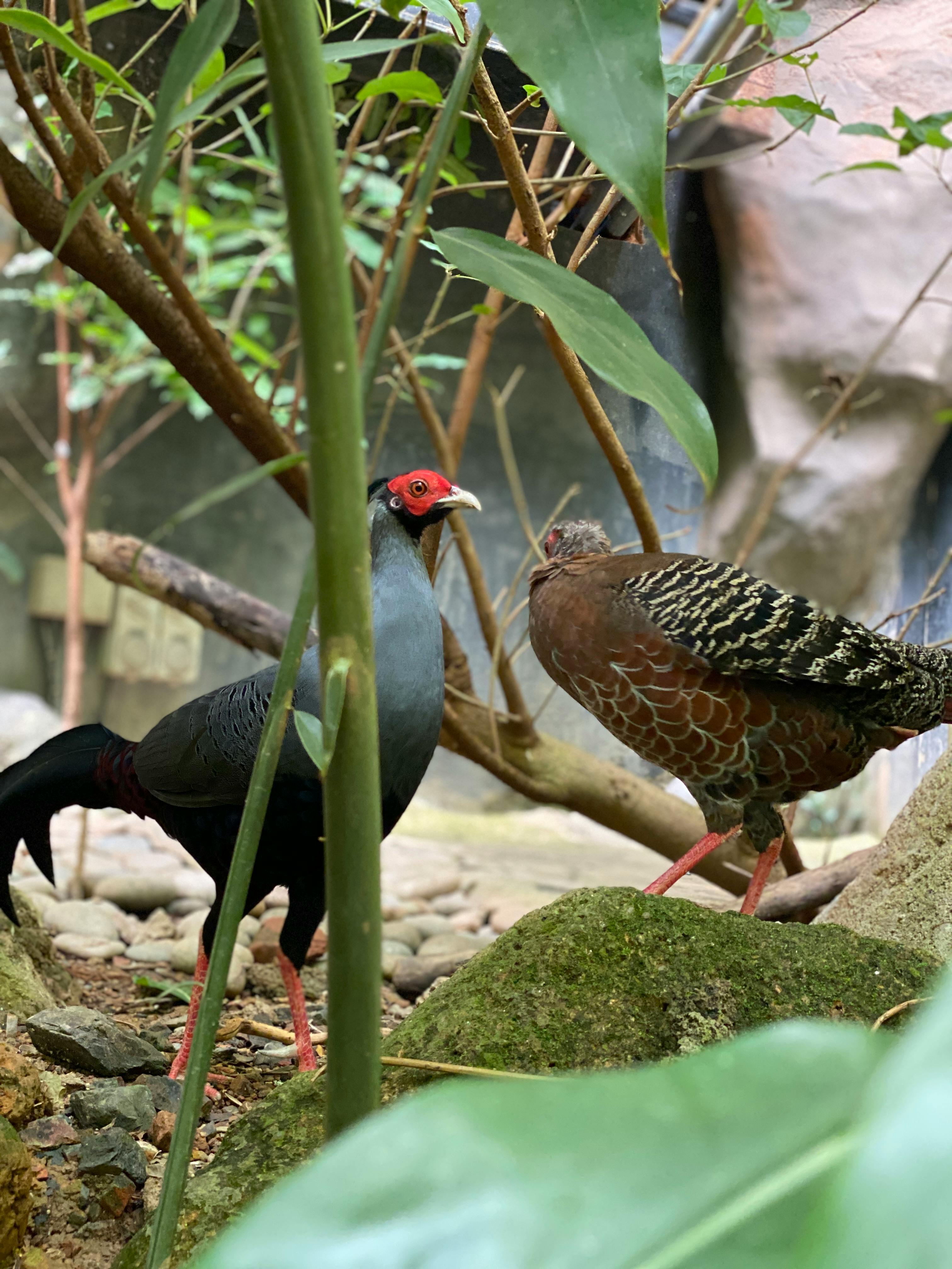 Male and Female Siamese Fireback Pheasants · Free Stock Photo