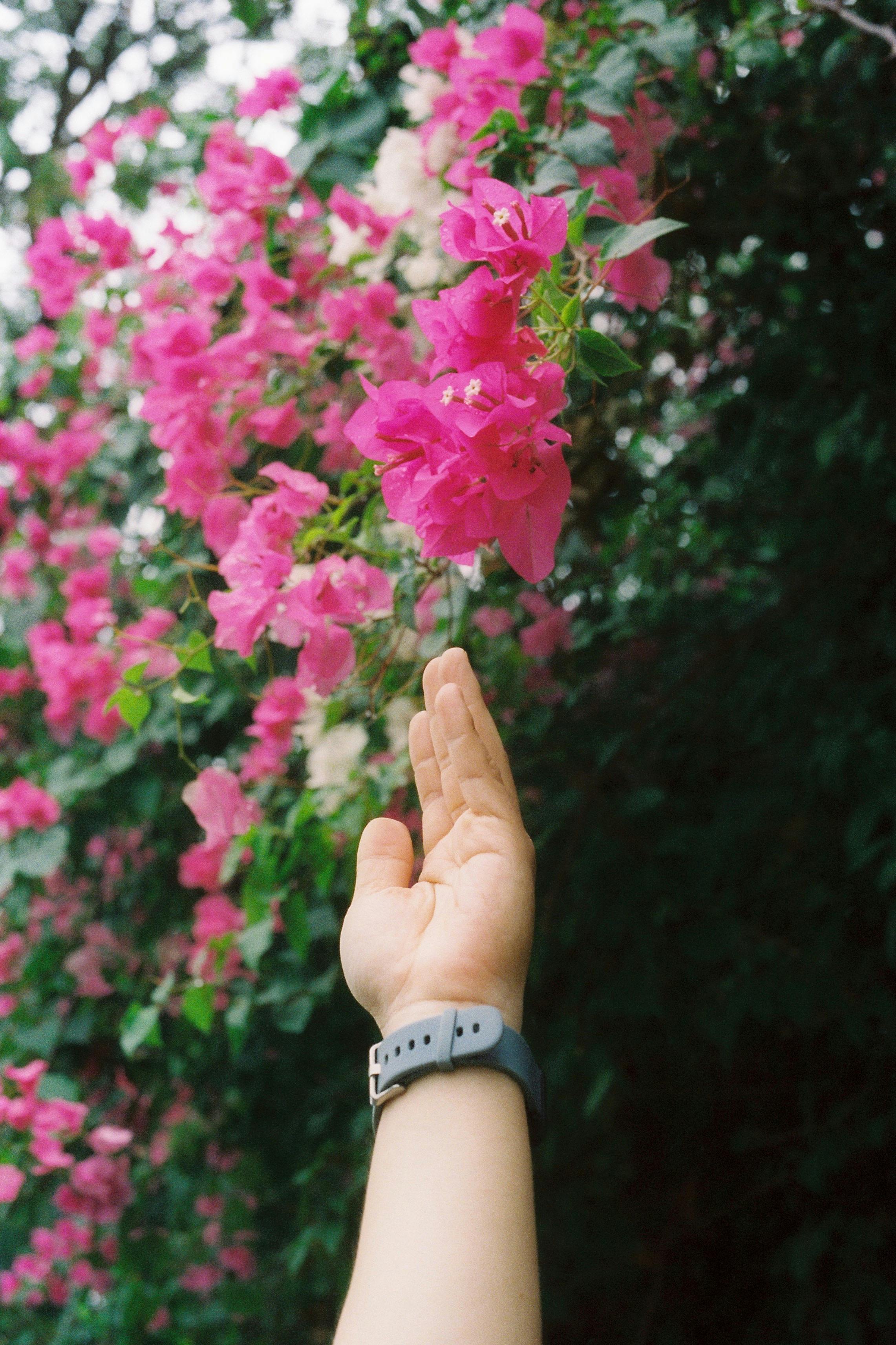 Hand Pointing at Flowers · Free Stock Photo