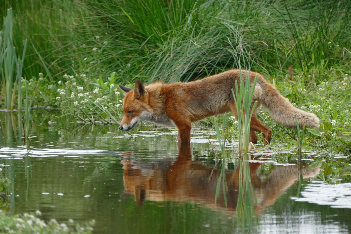 Fox Photos, Download The BEST Free Fox Stock Photos & HD Images
