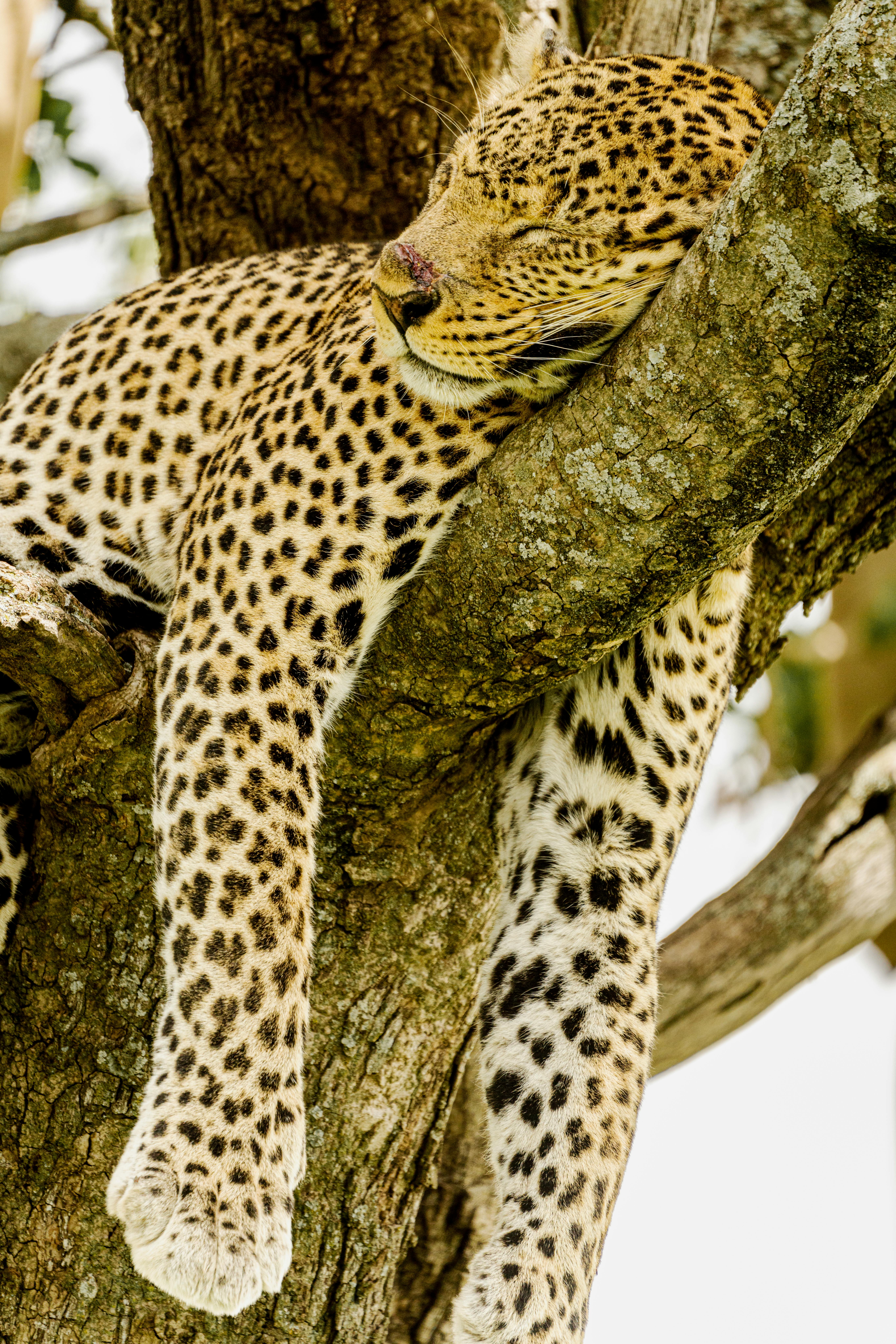 Cheetah Sleeping on a Tree · Free Stock Photo