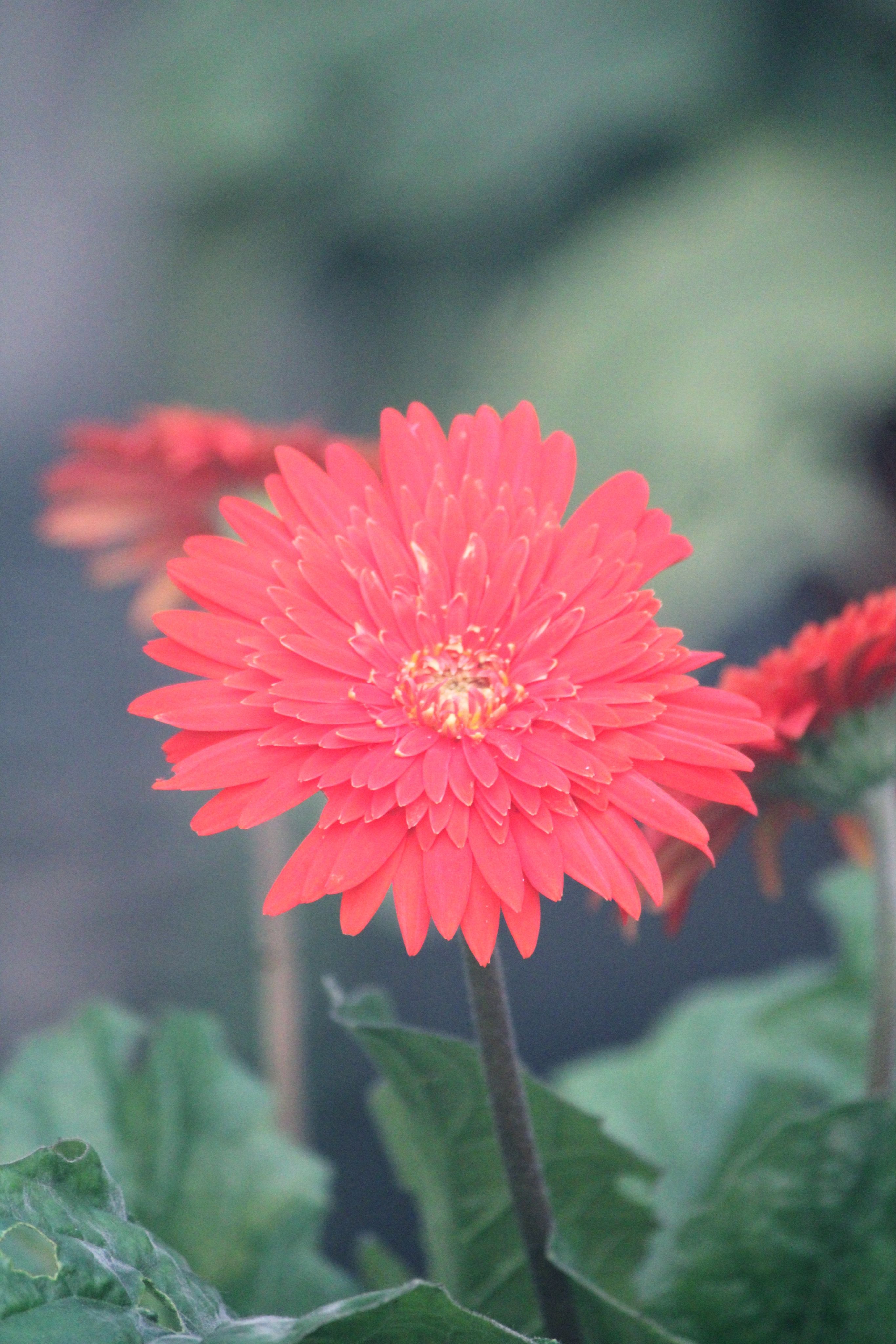 Close-up of Pink Gerberas · Free Stock Photo