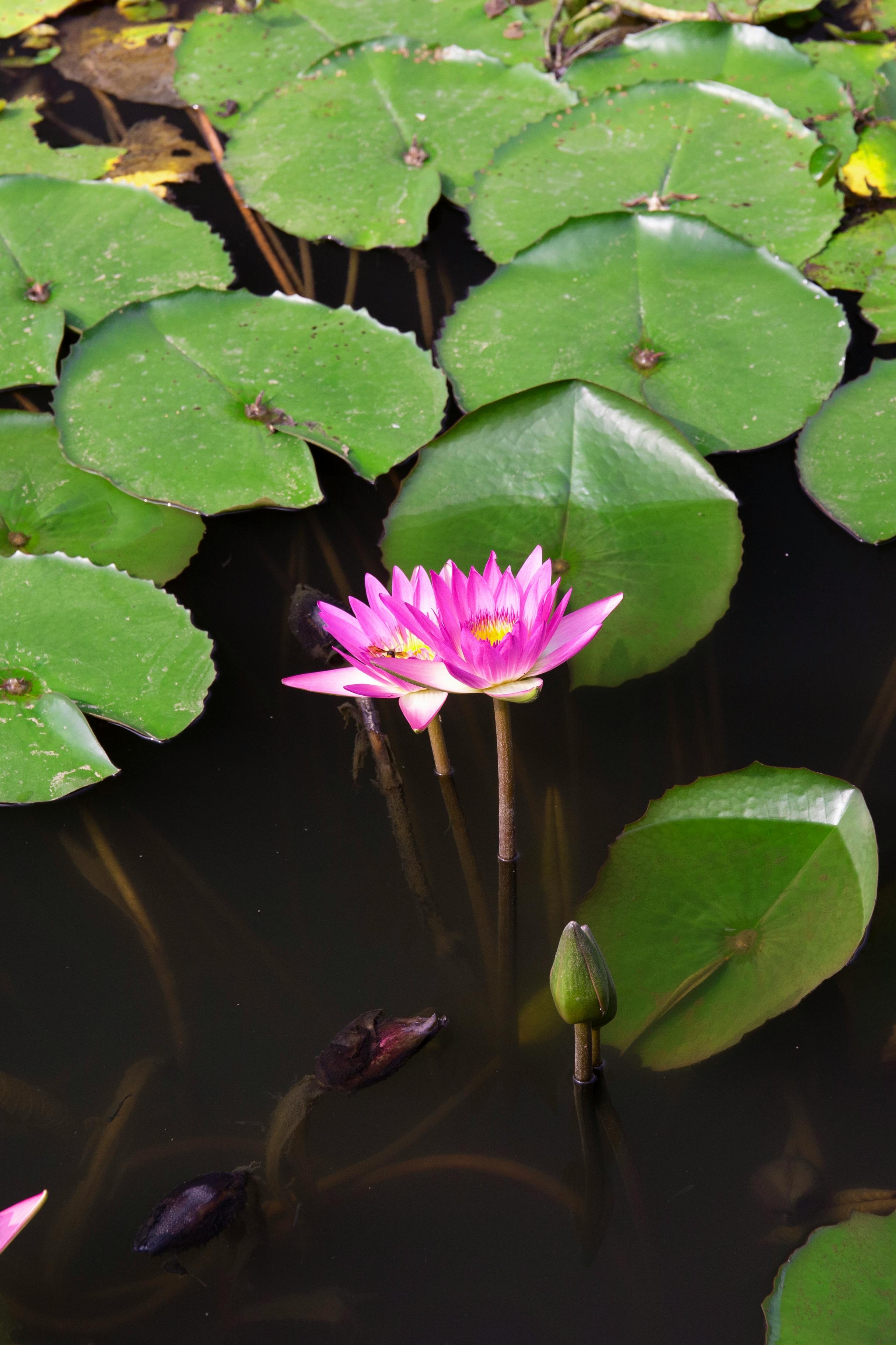 Single Pink Lotus · Free Stock Photo